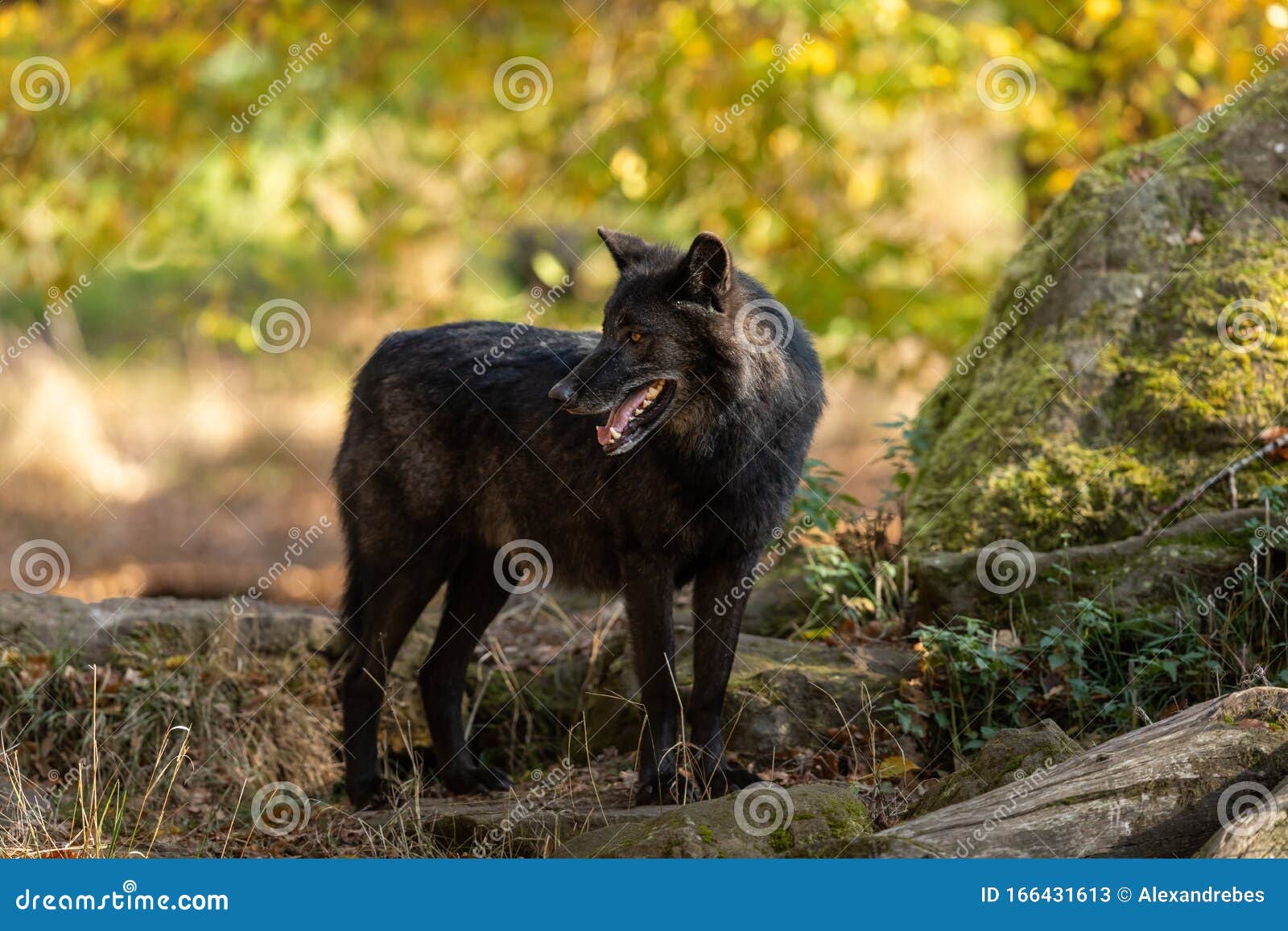 Black wolf in the forest stock image. Image of eyes - 166431613