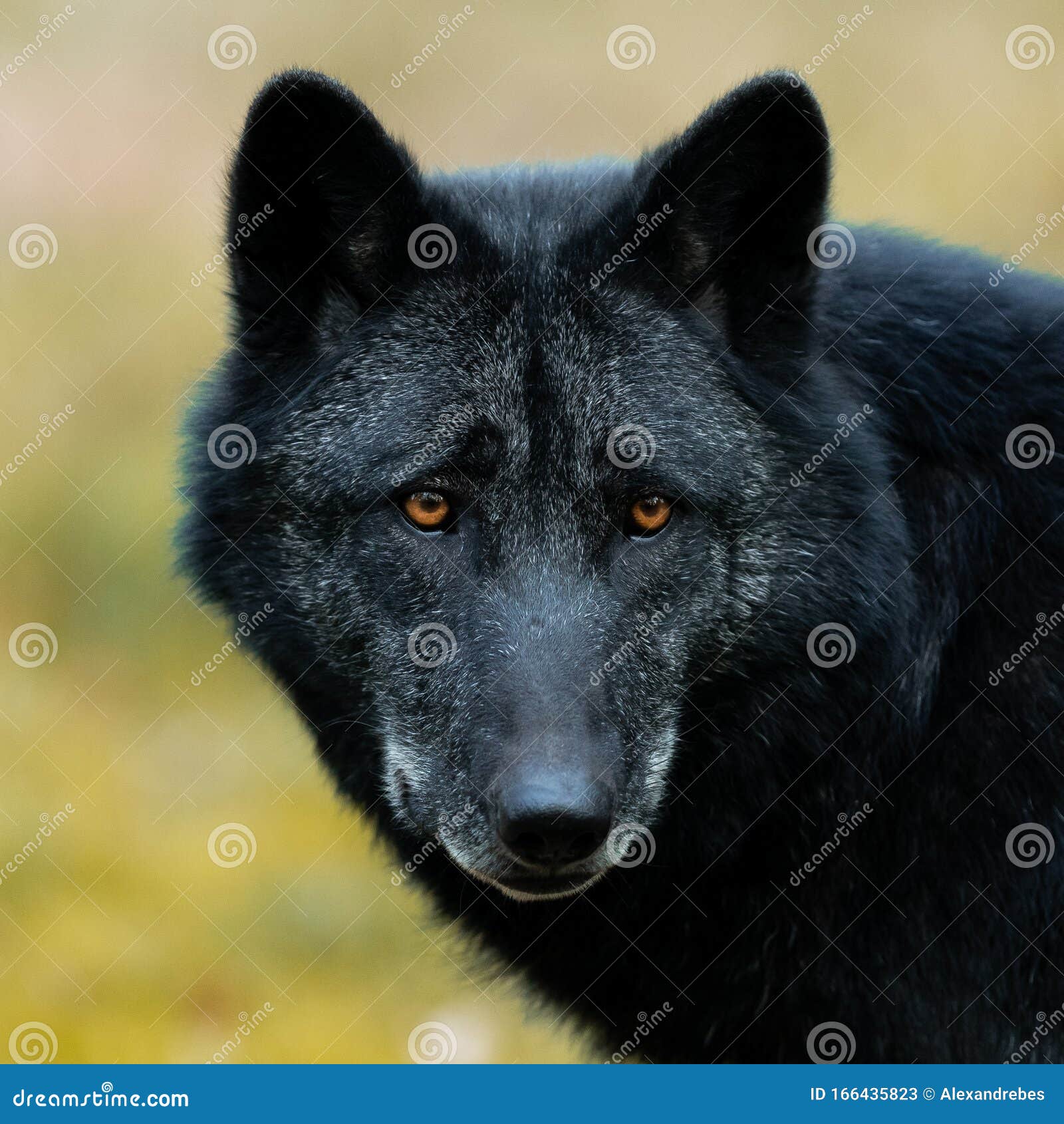 Black wolf in the forest stock image. Image of look - 166435823