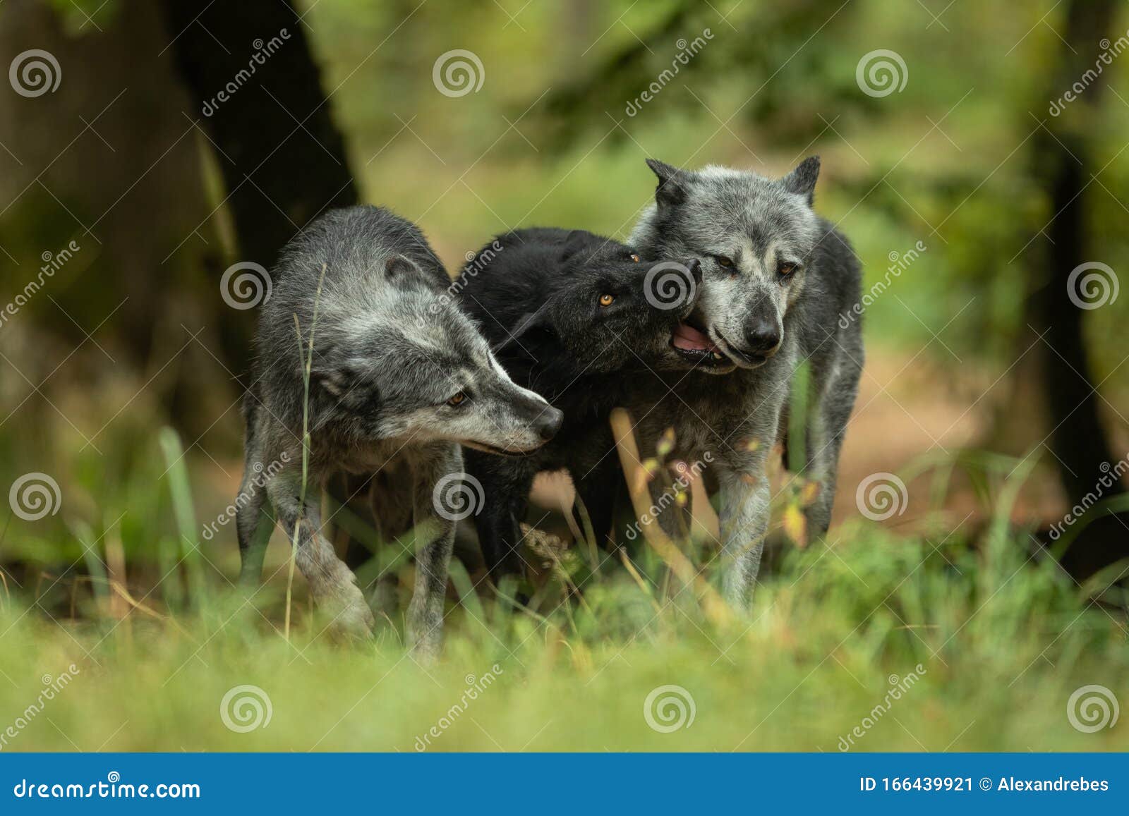Black wolf in the forest stock image. Image of beautiful - 166439921