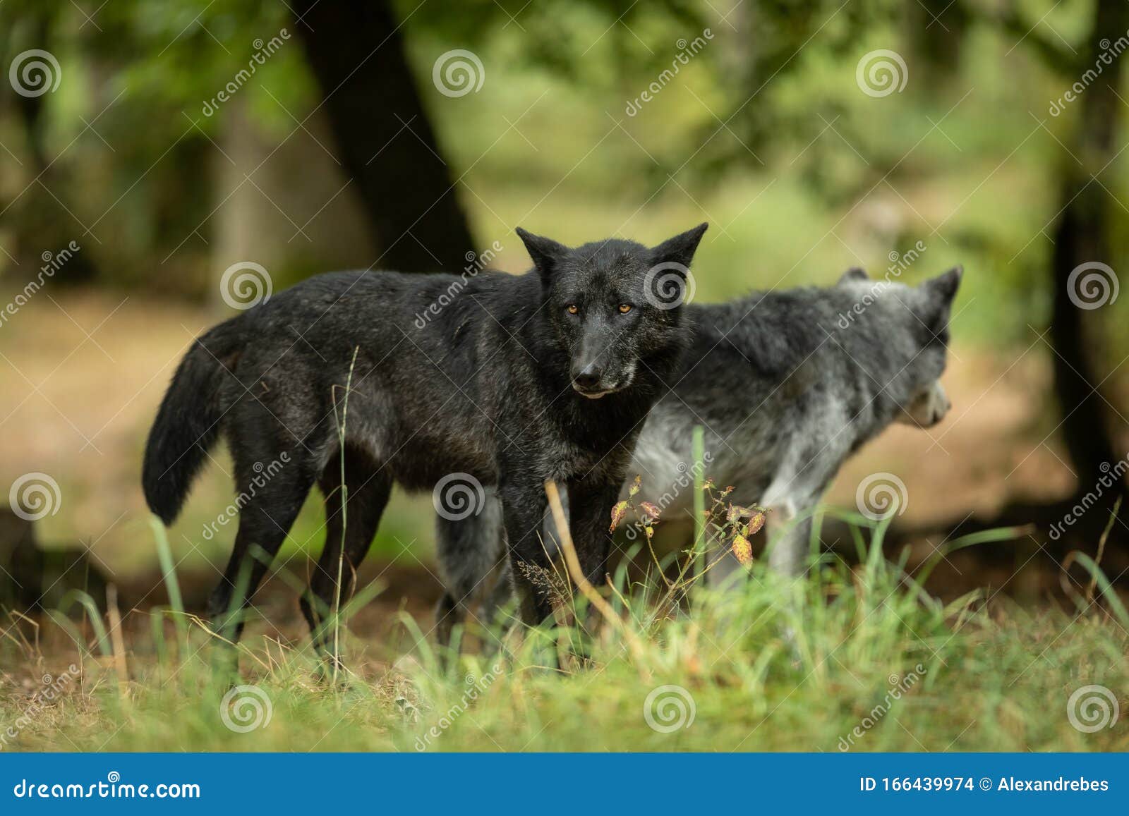 Black wolf in the forest stock photo. Image of forest - 166439974