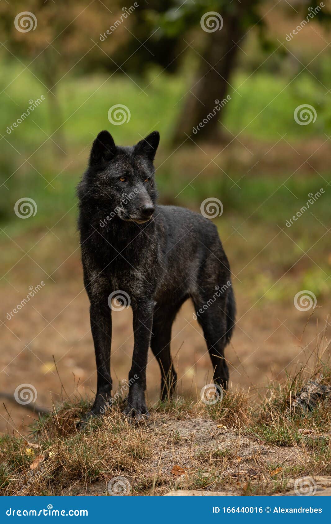 Black wolf in the forest stock photo. Image of head - 166440016