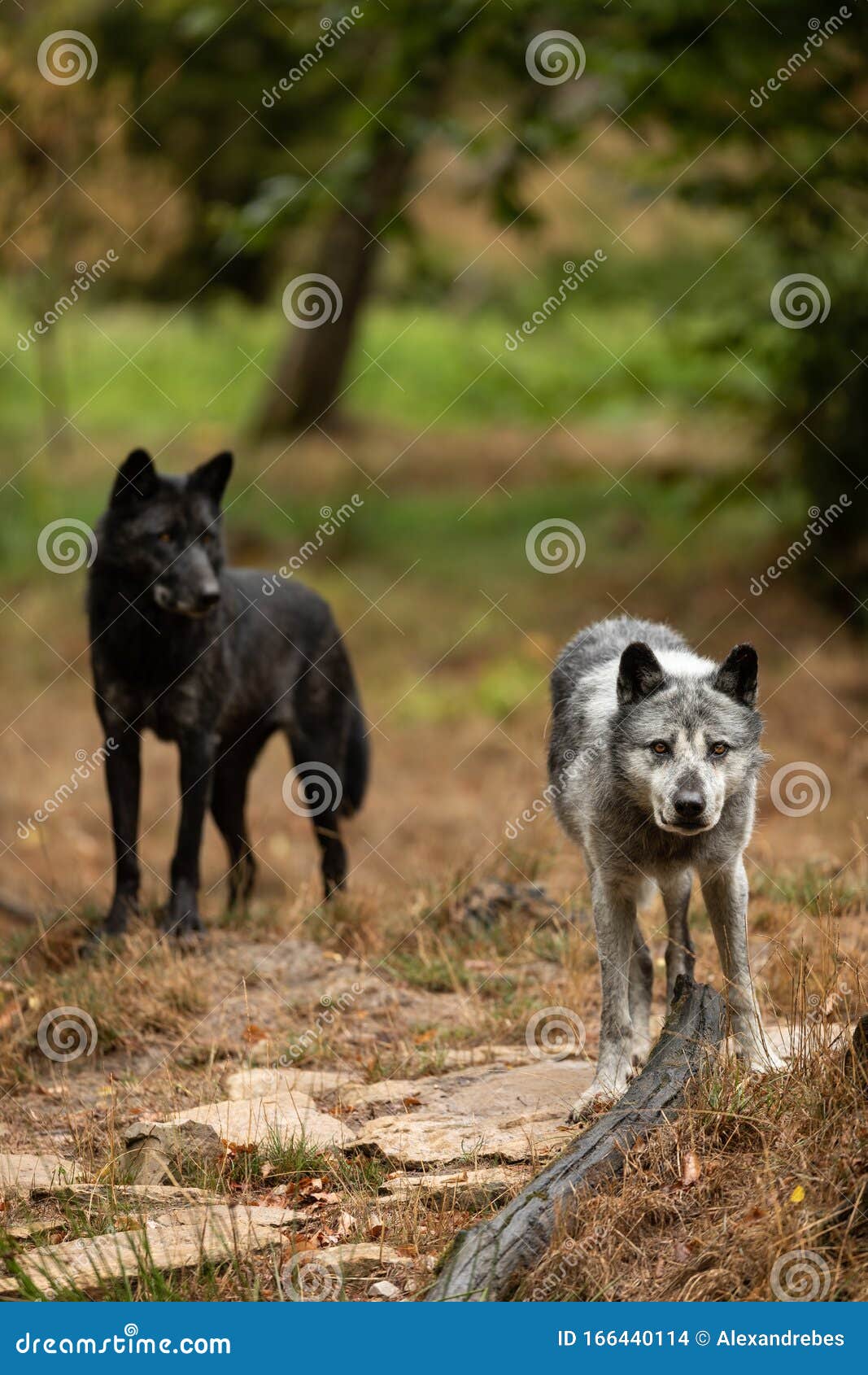 Black wolf in the forest stock photo. Image of creature - 166440114