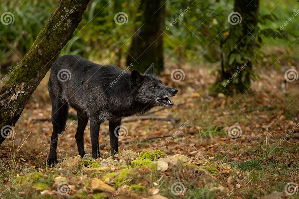 Black wolf in the forest stock image. Image of lupus - 166440275