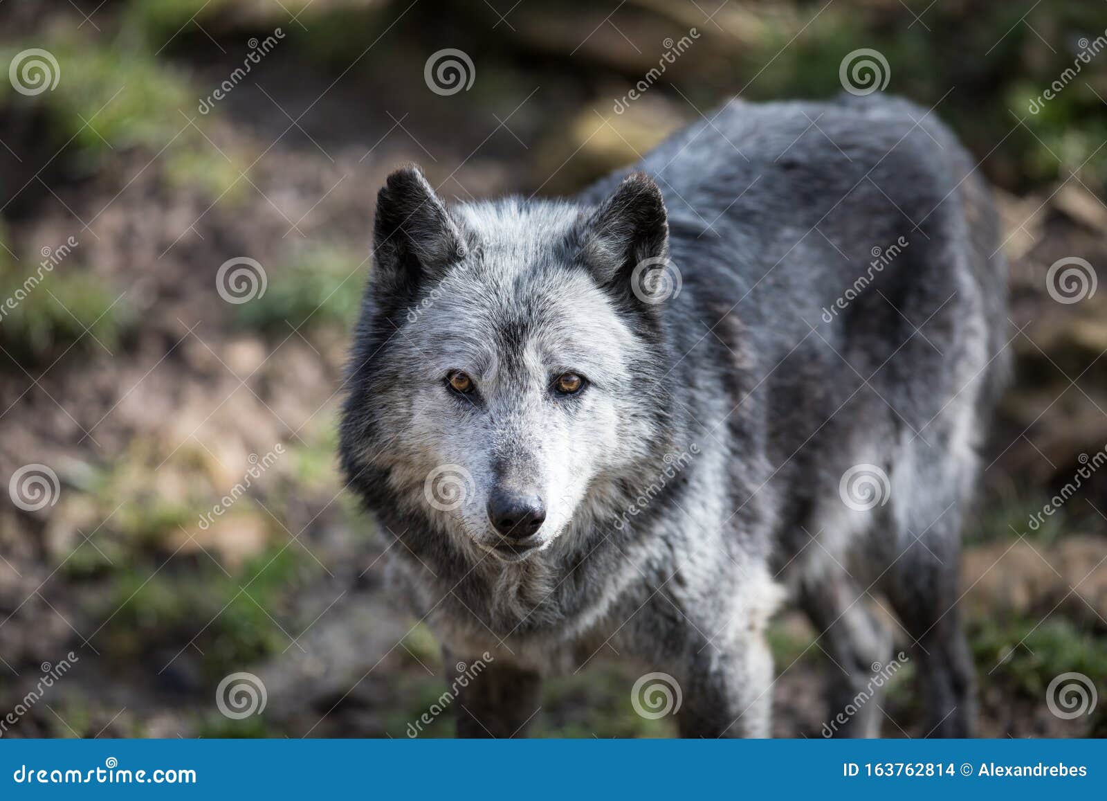 Black wolf in the forest stock photo. Image of mammal - 163762814