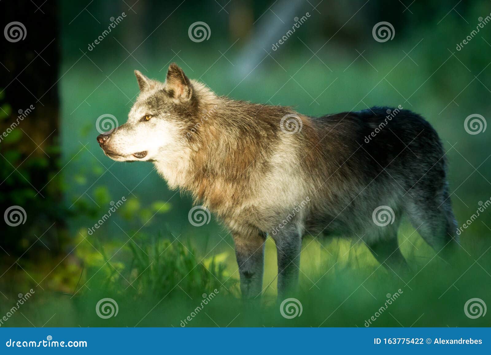 Black wolf in the forest stock photo. Image of outdoors - 163775422