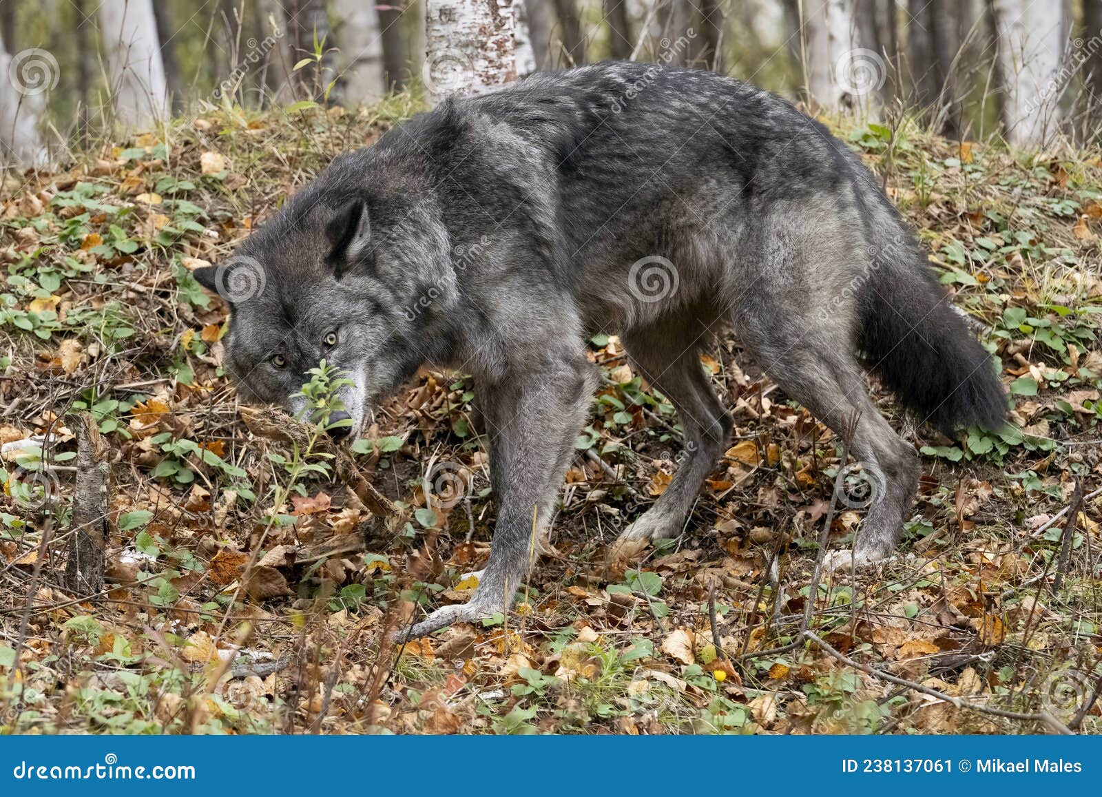 Black Wolf in the Forest Chewing on a Deer Bone. Stock Image - Image of ...