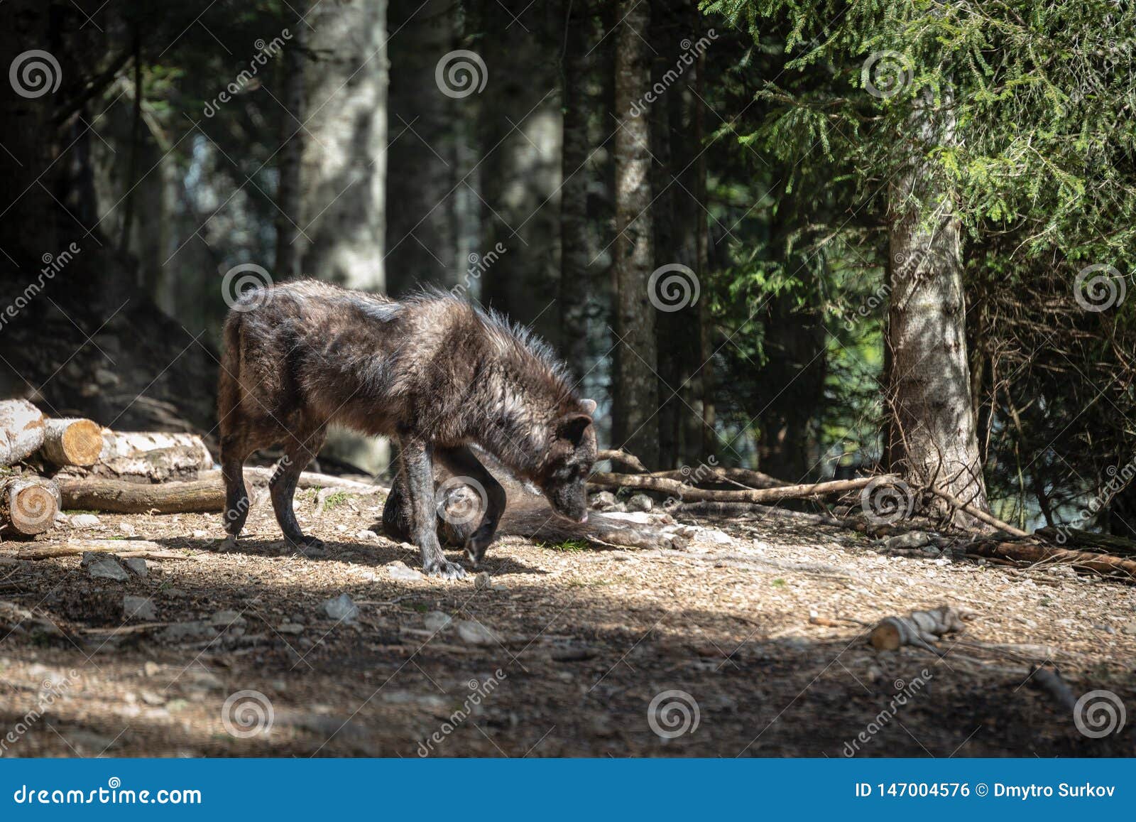 Black wolf in forest stock photo. Image of winter, grey - 147004576