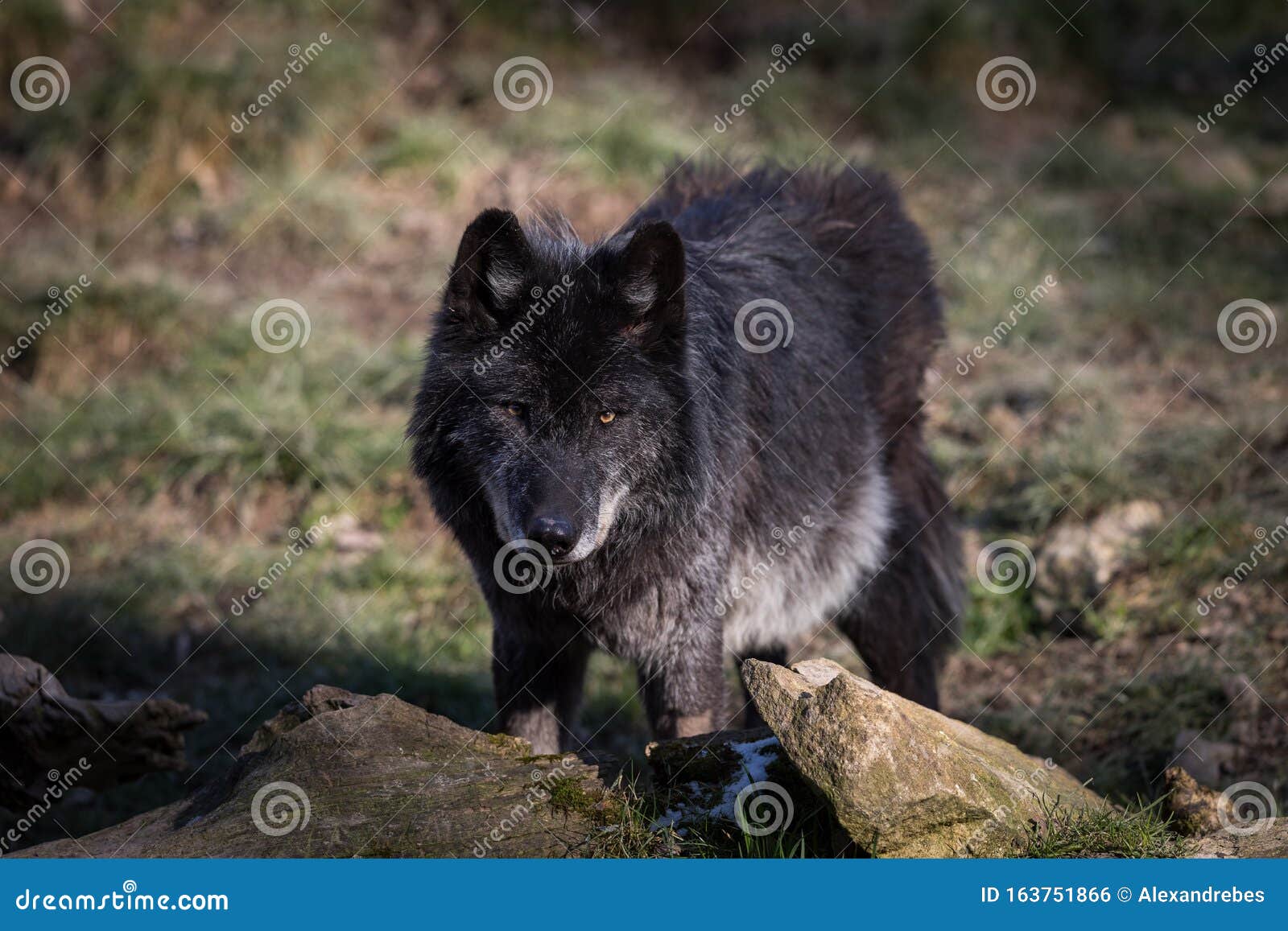 Black wolf in the forest stock photo. Image of head - 163751866