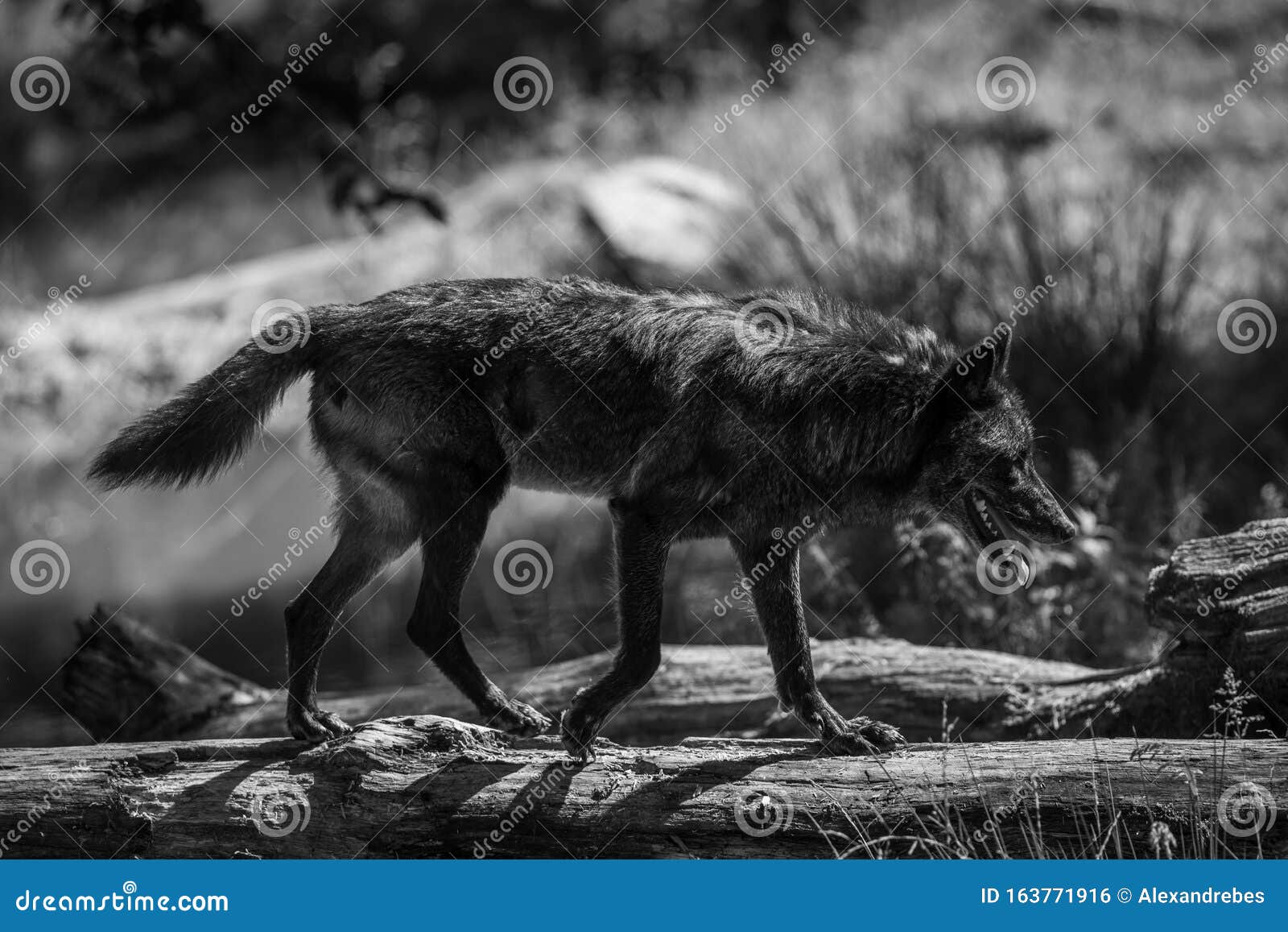 Black wolf in the forest stock photo. Image of natural - 163771916