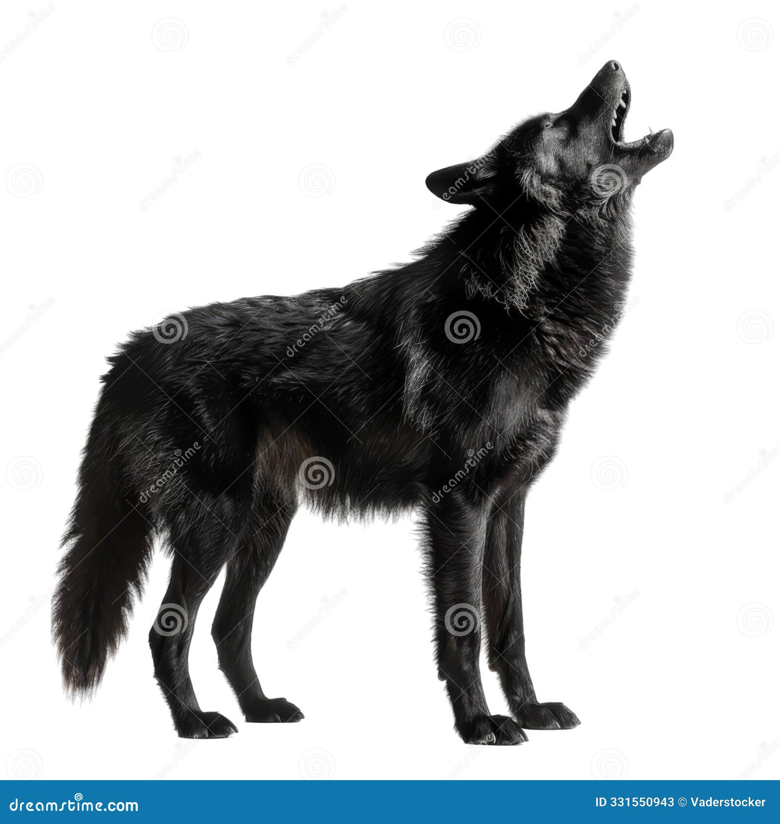 Black Wolf Howling at the Moon Stock Illustration - Illustration of black, wildlife: 331550943