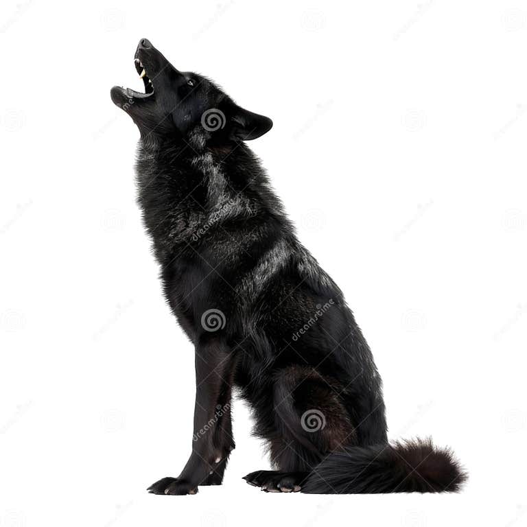 A Black Wolf Howling and Sitting Stock Illustration - Illustration of ...
