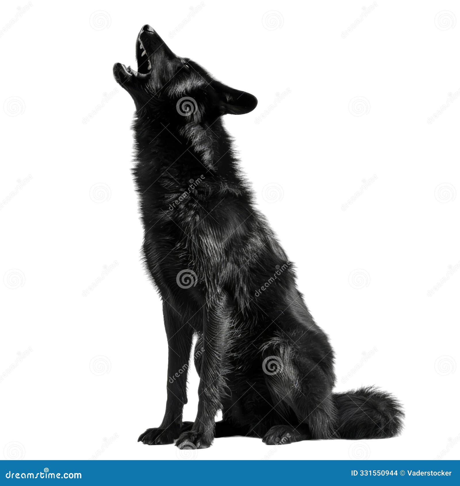Black Wolf Howling, Sitting Stock Illustration - Illustration of fierce ...