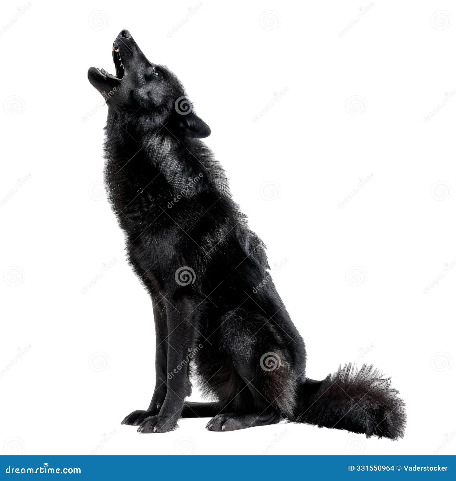 Black Wolf Howling Sitting stock illustration. Illustration of alpha ...