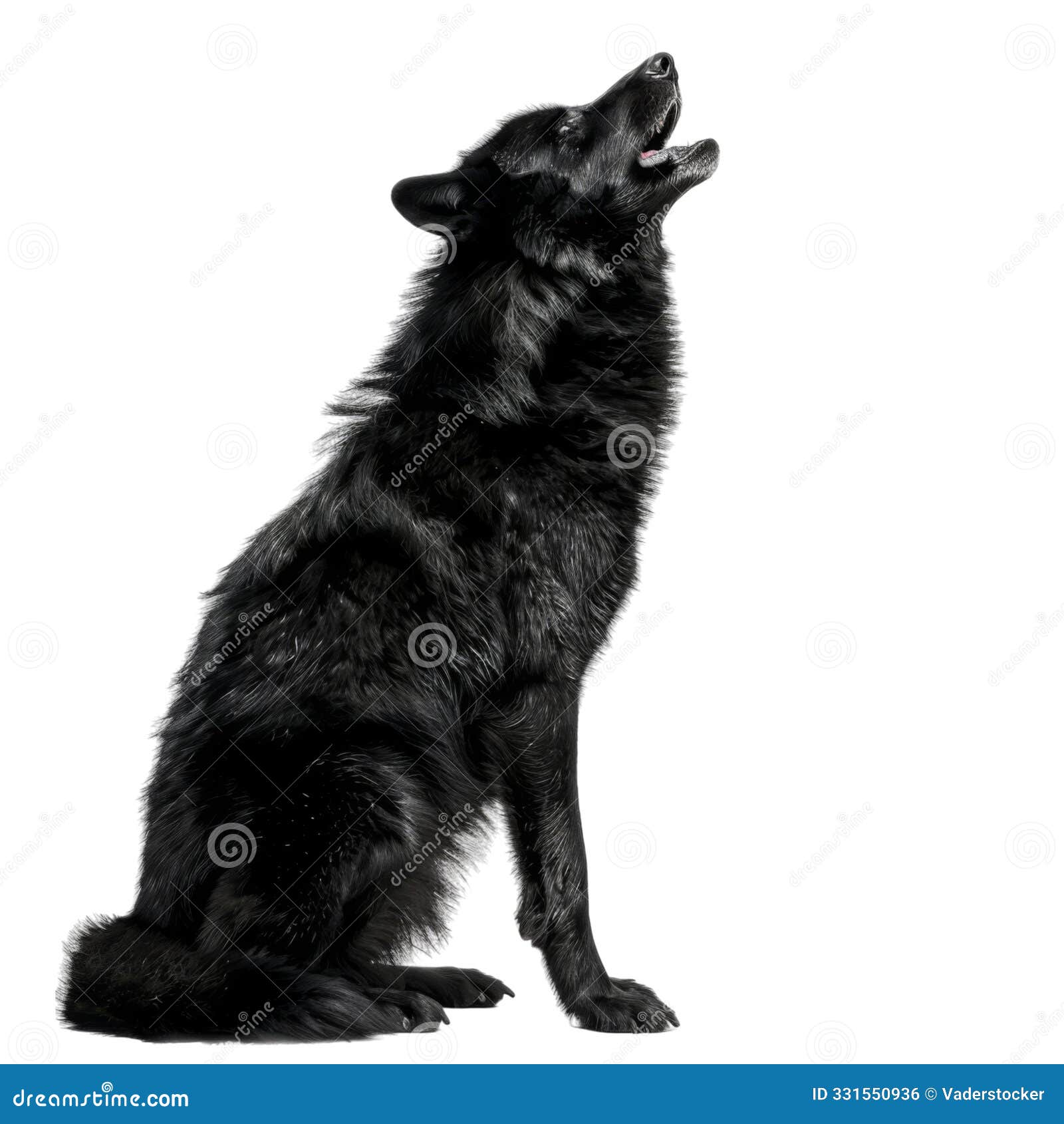 A Black Wolf Howling Sitting Stock Illustration - Illustration of legs ...