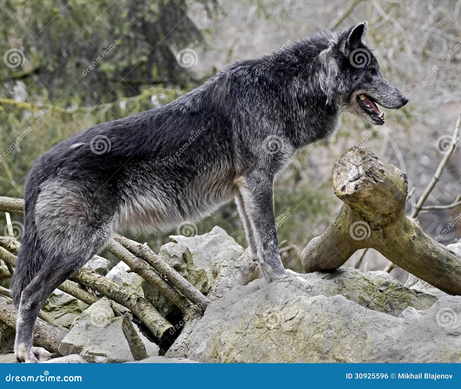 Black wolf 2 stock photo. Image of species, zoology, notorious - 30925596