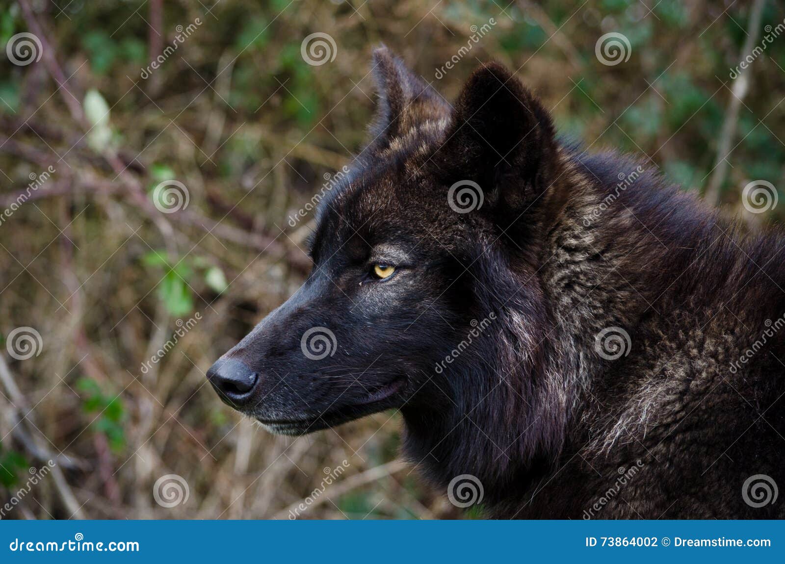 603 Female Black Timber Wolf Stock Photos - Free & Royalty-Free Stock ...