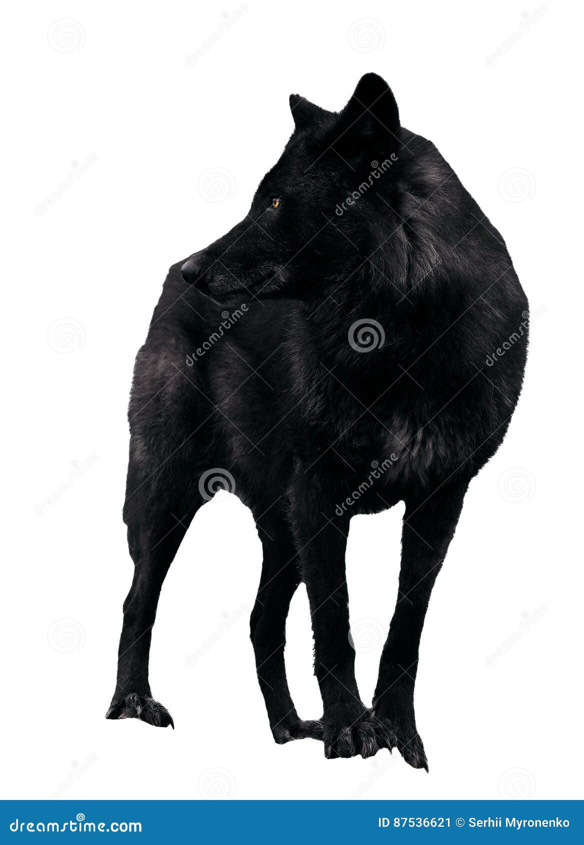 Wolf Looking Back Drawing