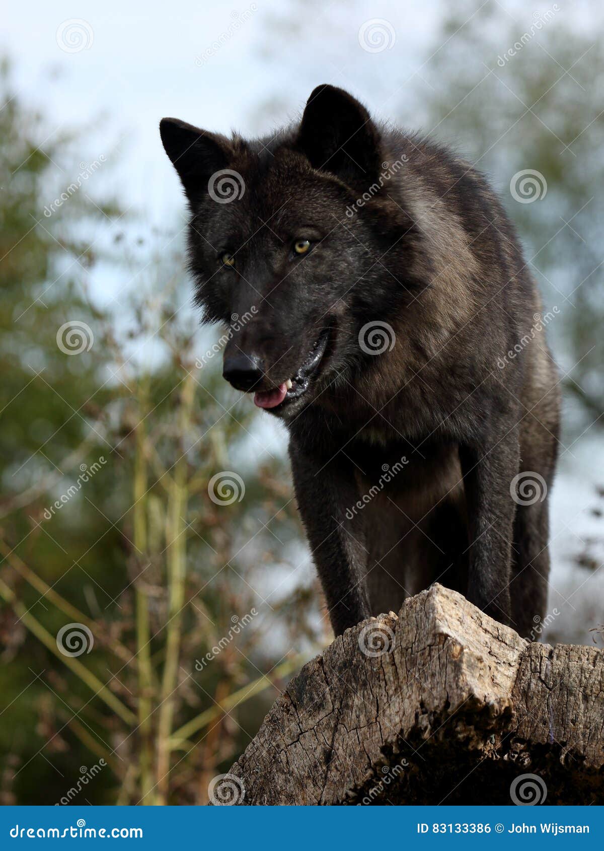 Black Wolf Looking Down from Above Stock Photo - Image of wolf, mammal ...
