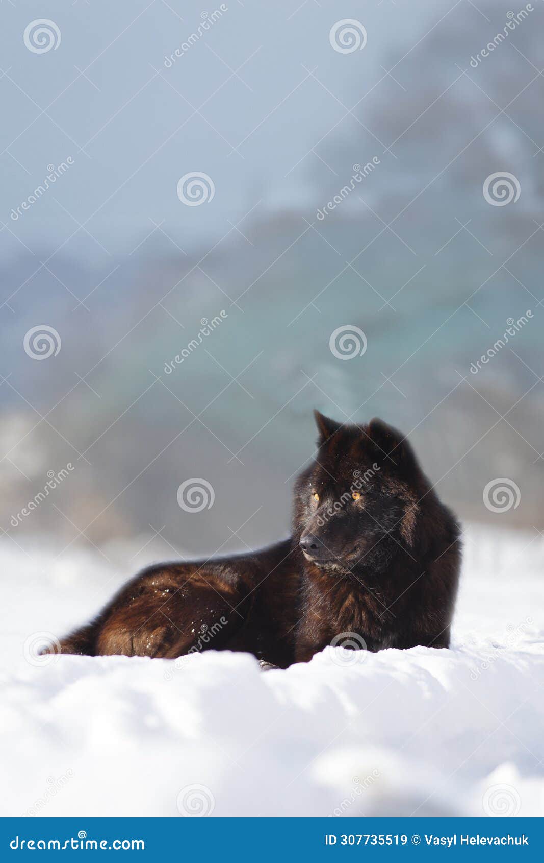 Black Wolf Lying on the Snow in Sun Stock Image - Image of spooky ...