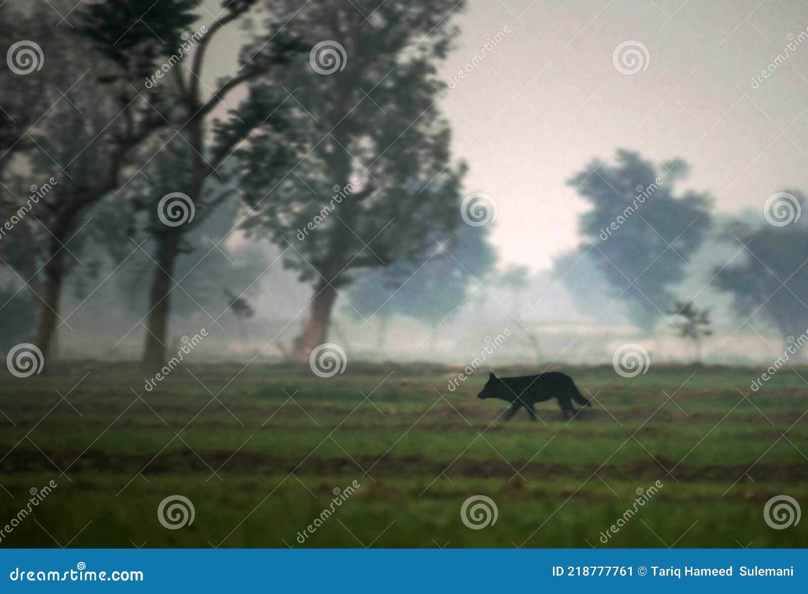 A Black Wolf is a Melanistic Colour Variant of the Gray Wolf. Stock ...