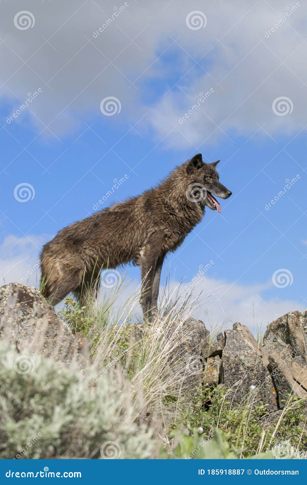 Black Wolf on Montana Ridge Stock Image - Image of lupus, timber: 185918887