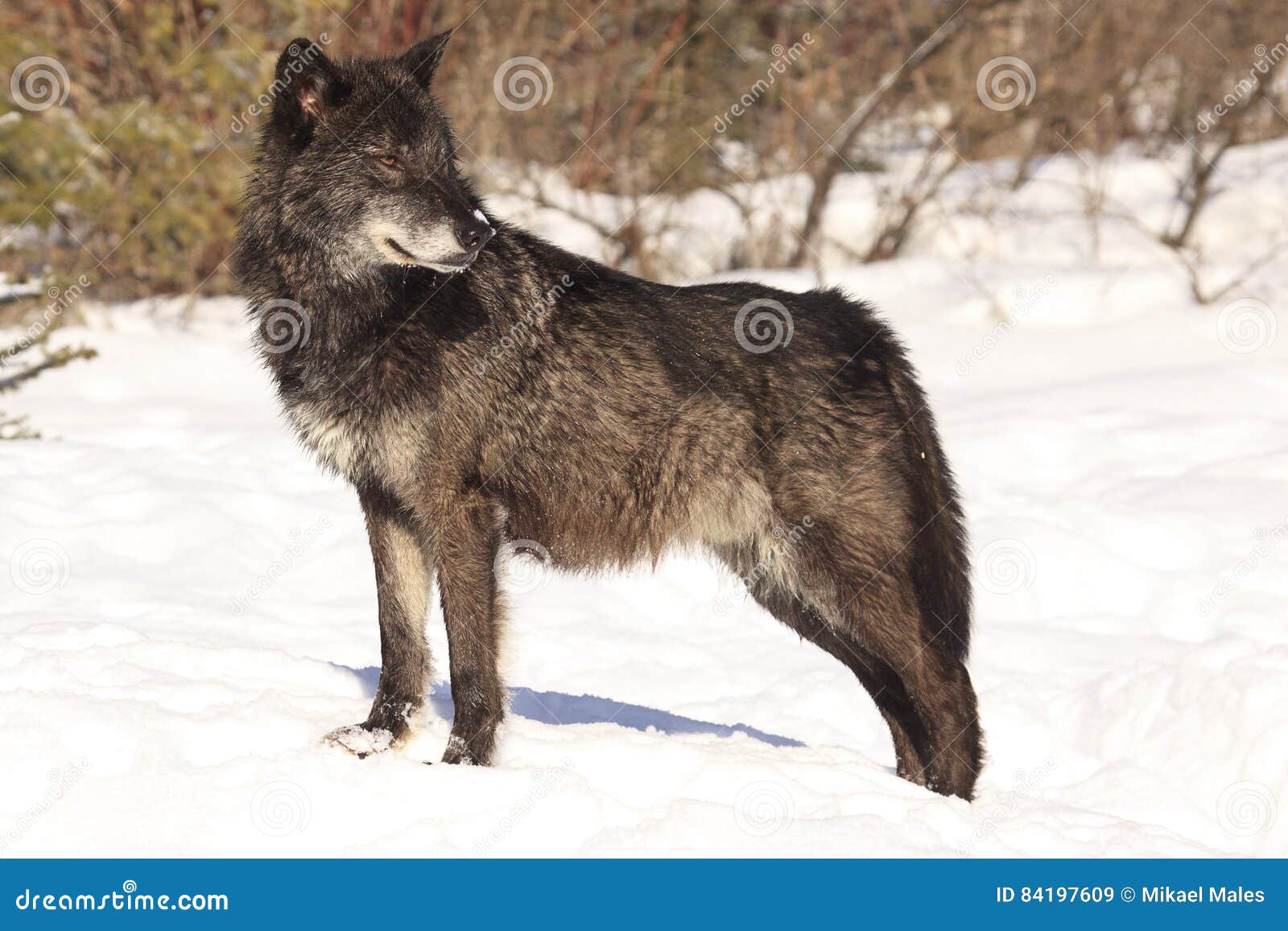 Black Timber Wolf Wallpaper
