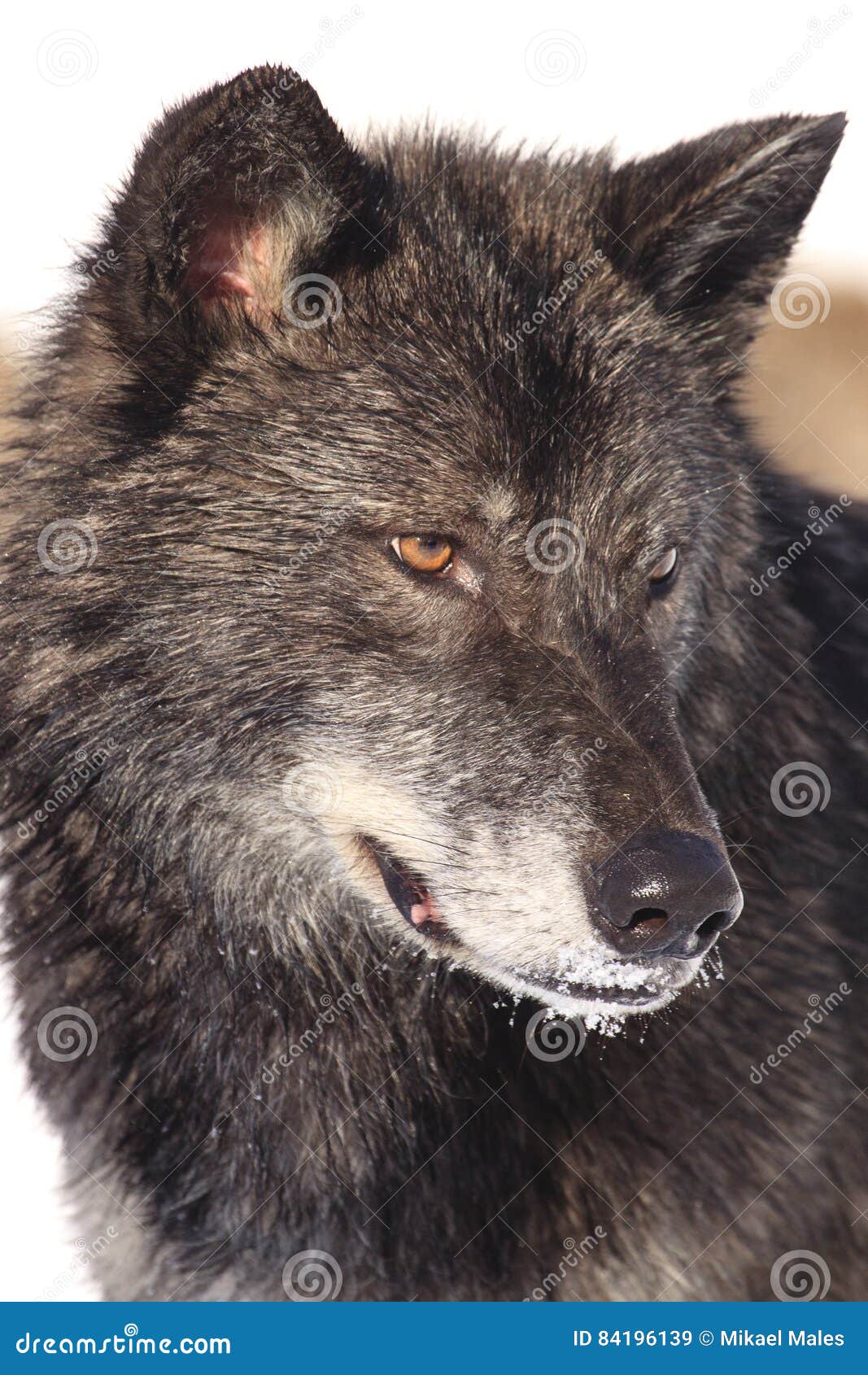 Black wolf portrait stock image. Image of nature, organism - 84196139