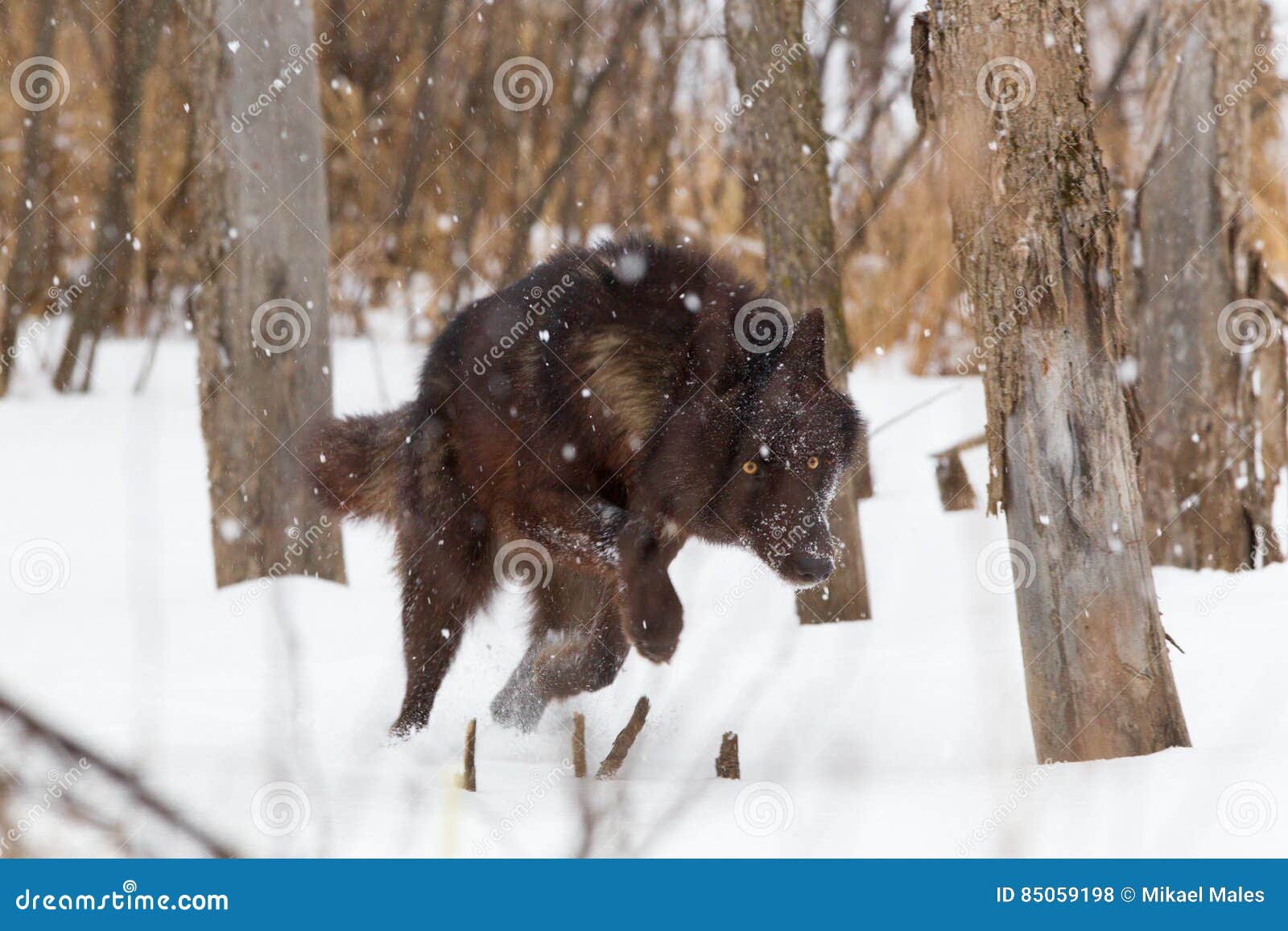 Black Wolf Running Down Prey Stock Photo - Image of lupus, winter: 85059198