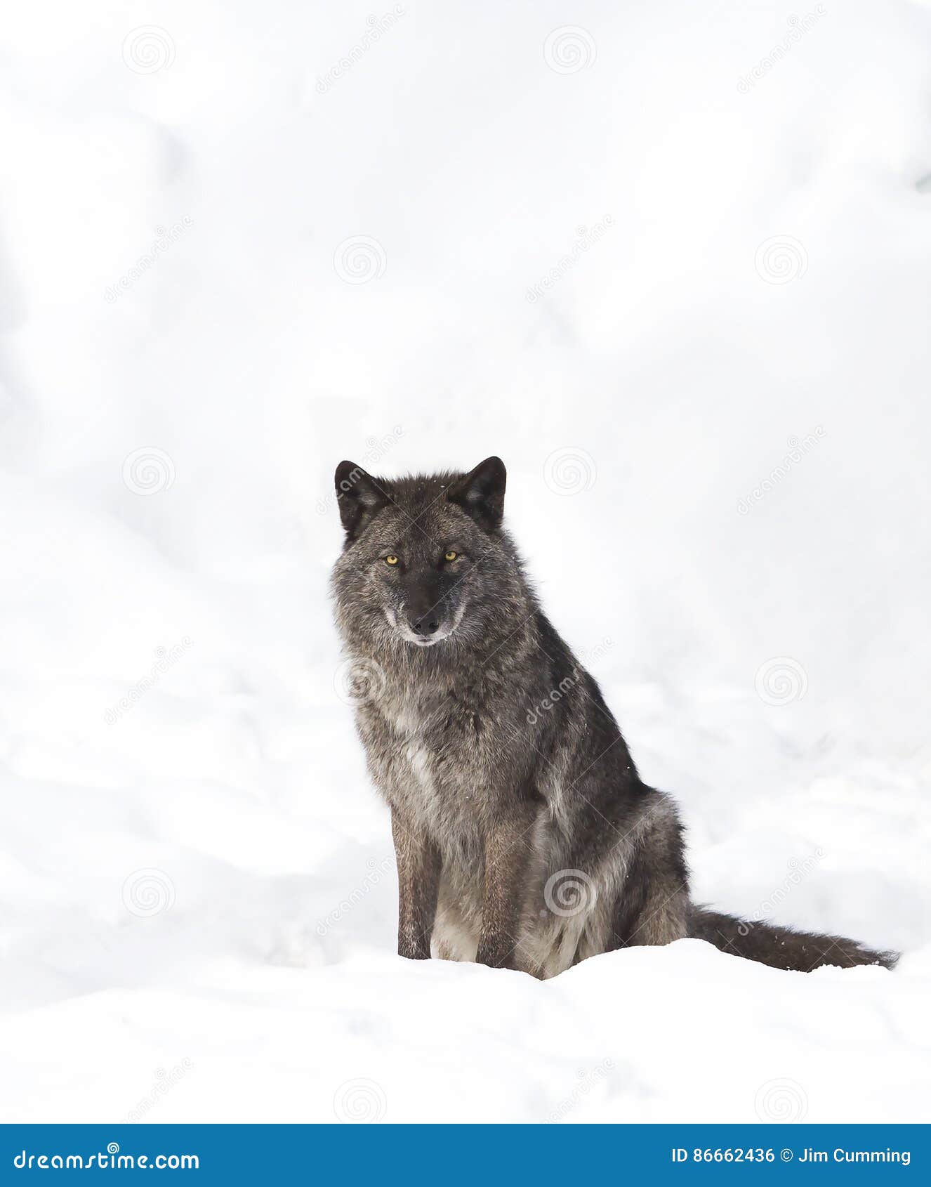 Wolf Sitting Down Side View