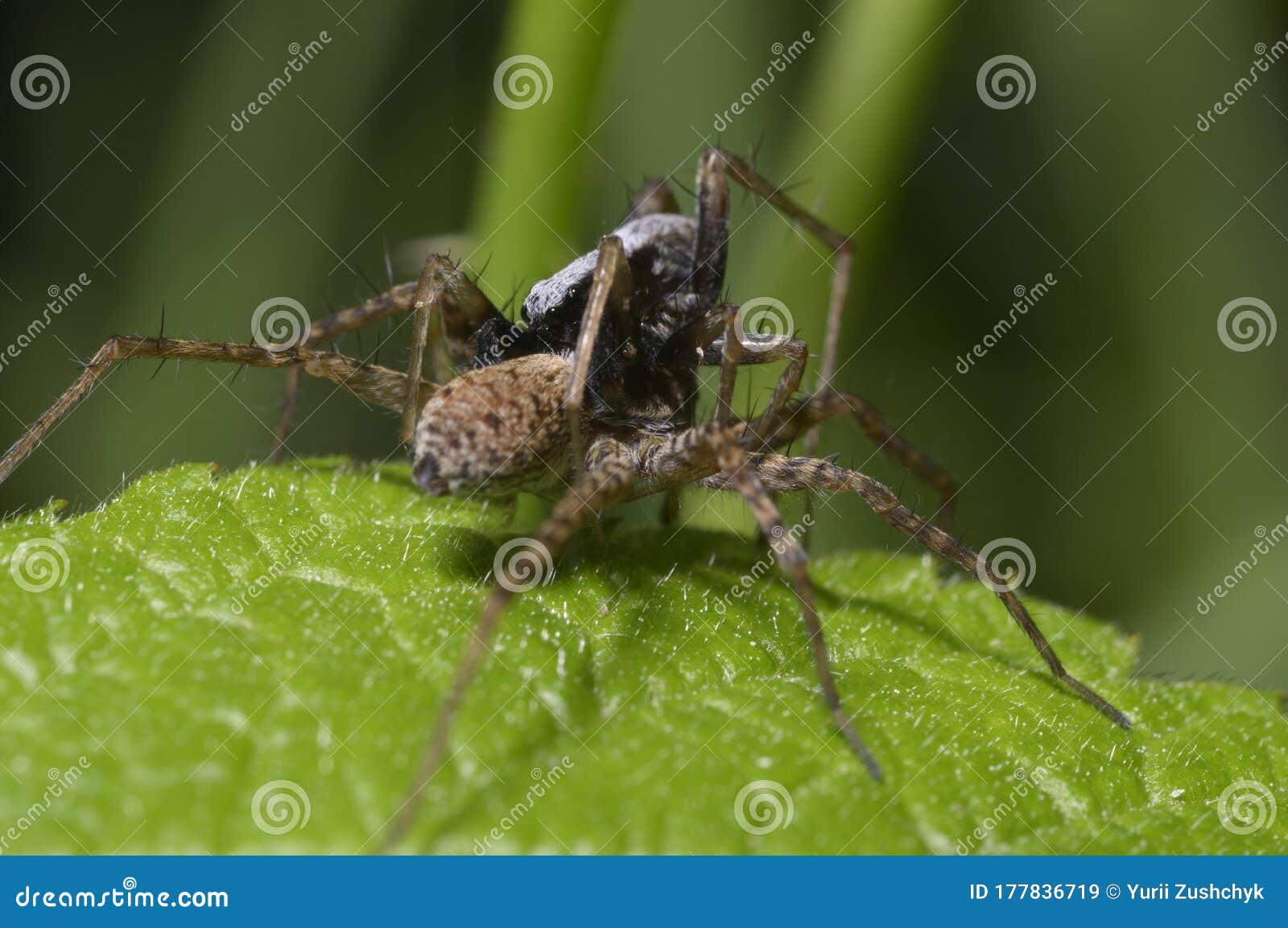 Black Wolf Spider Sitting on Leaf and Eating Another Spider Stock Image ...