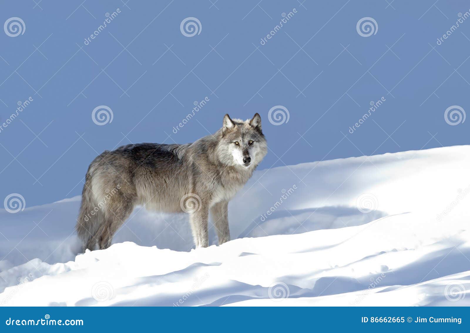 A Lone Black Wolf Canis Lupus Isolated on White Background Standing in ...