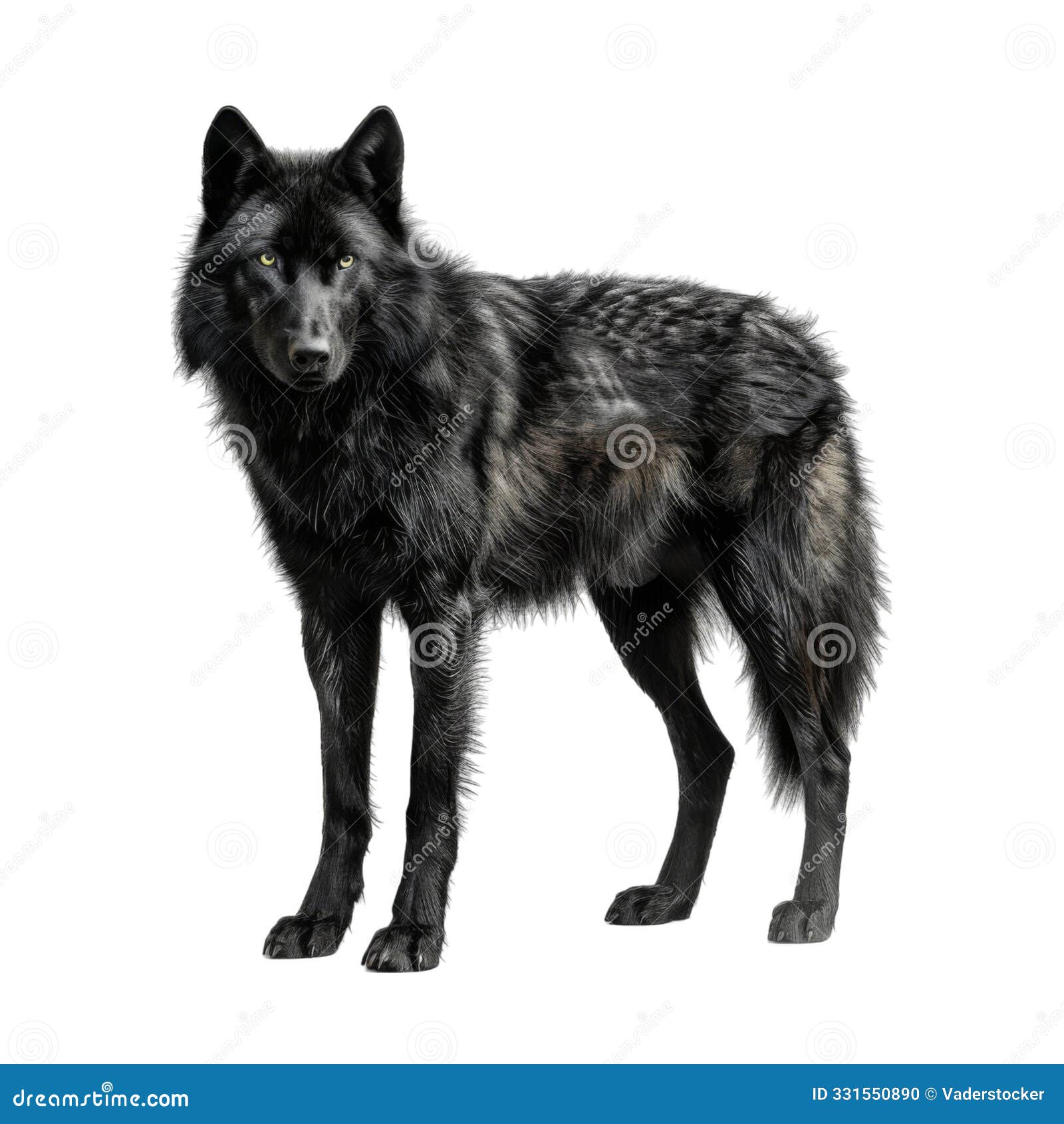 A black wolf stands stock photo. Illustration of wild - 331550890