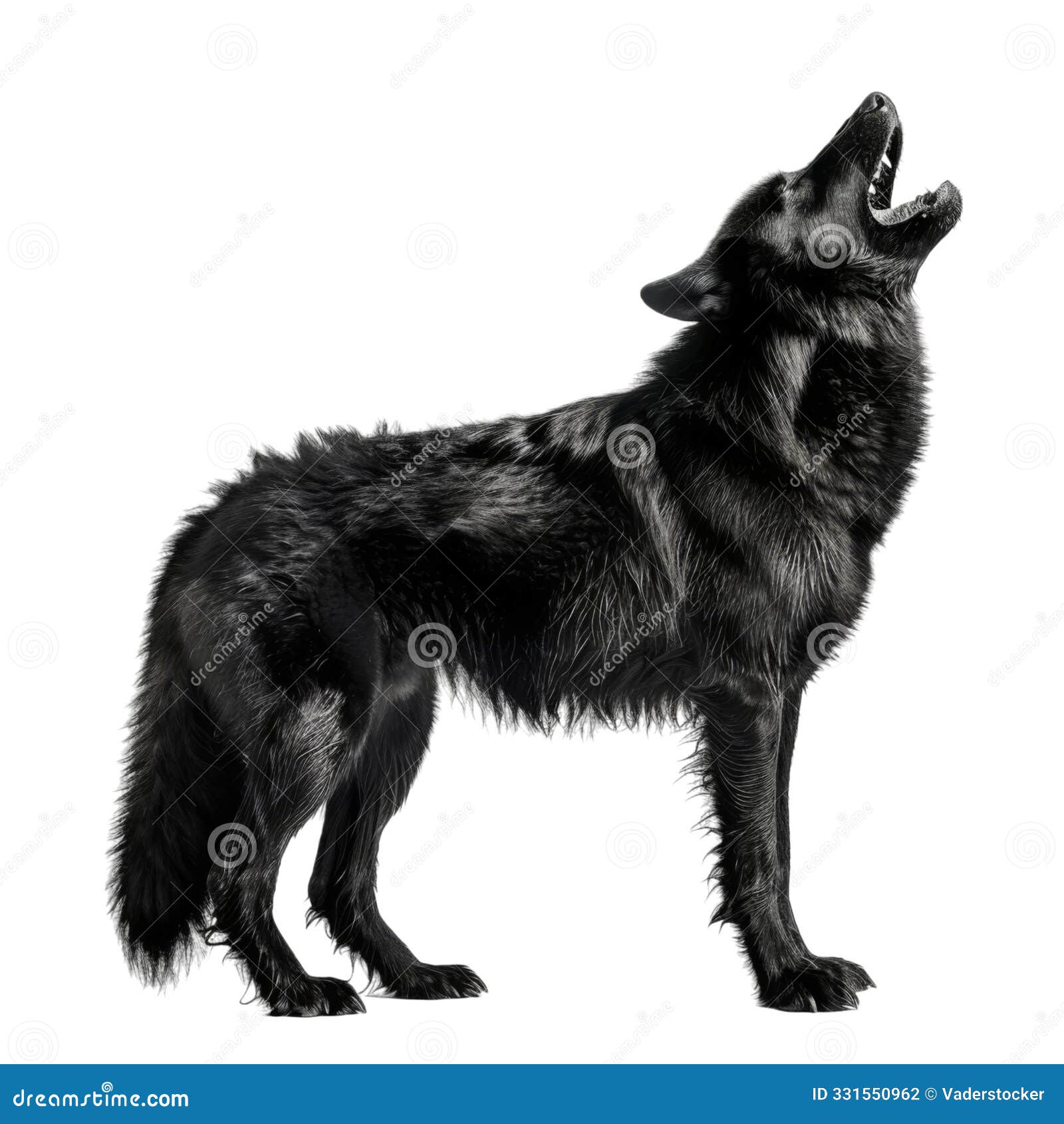 The Big Wolf Stands On The Rock And Watches The Environment. Close-up ...