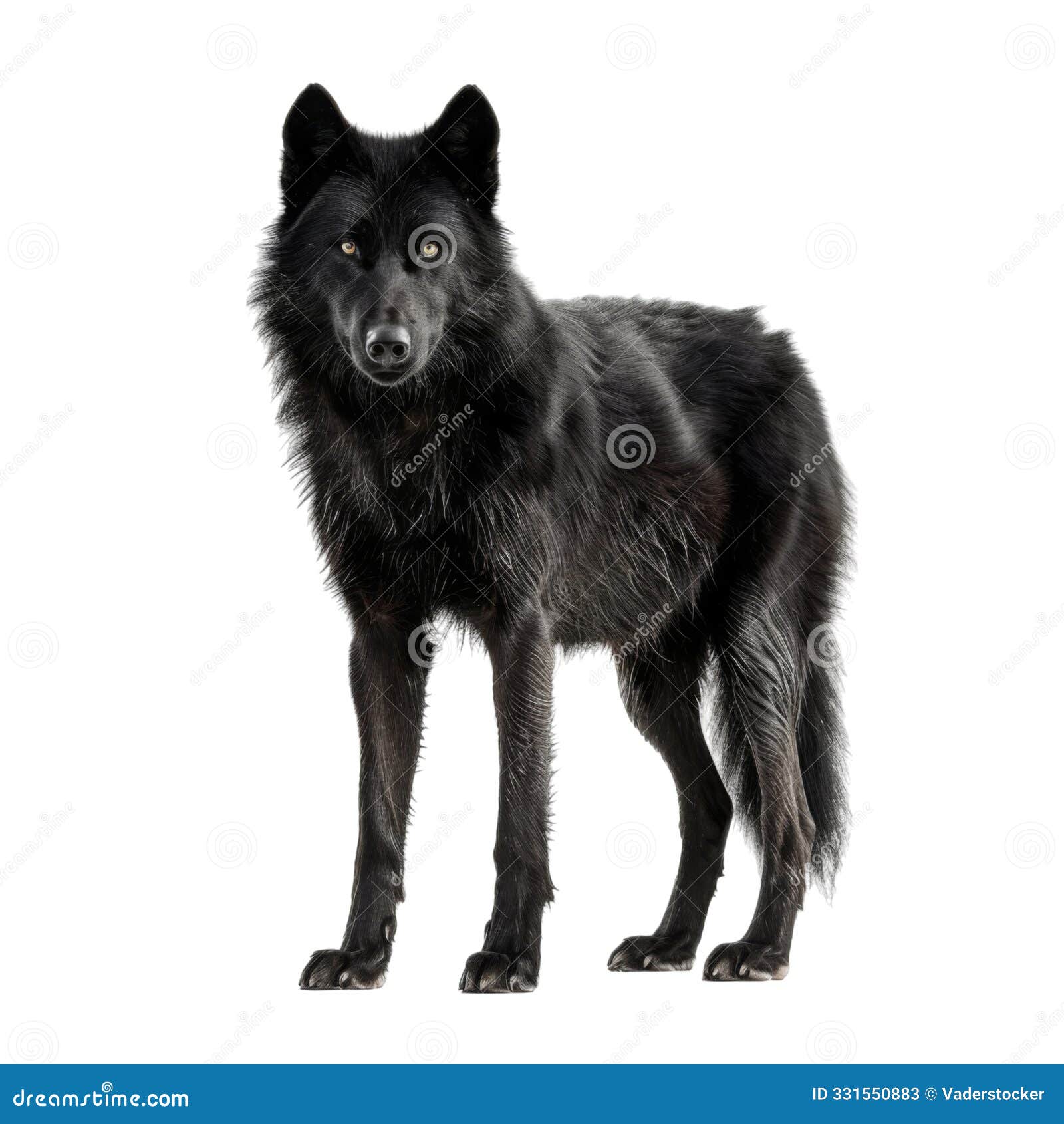 The Big Wolf Stands On The Rock And Watches The Environment. Close-up ...