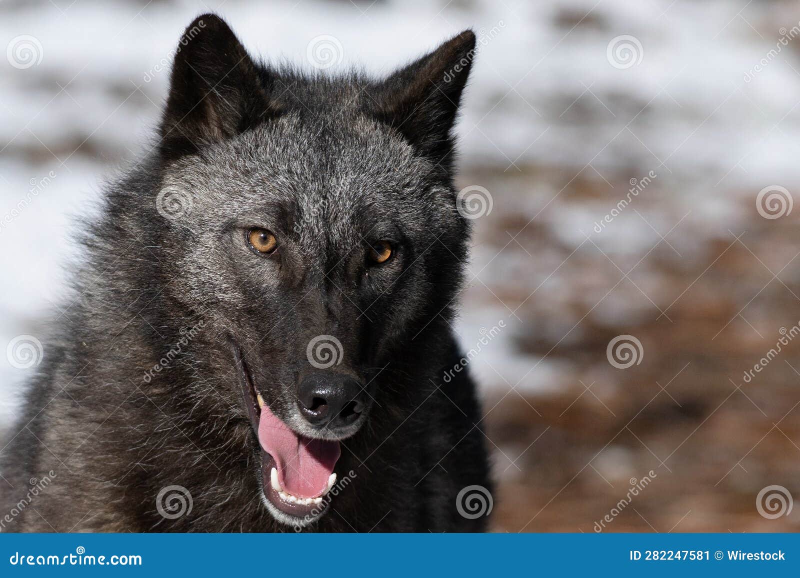 Black Wolf Growl
