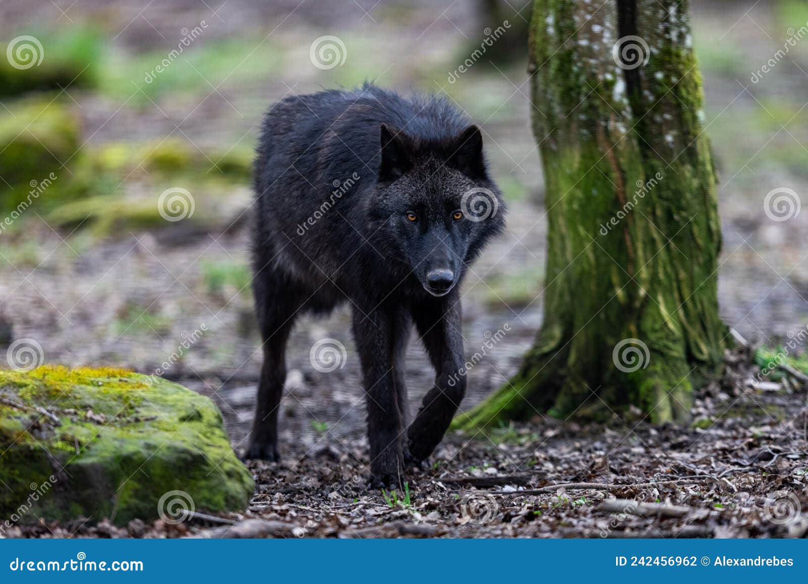 Black Wolf Walking in the Forest Stock Photo - Image of wild, wolf: 242456962