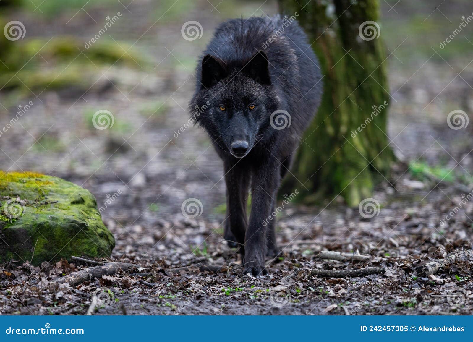 Black Wolf Walking in the Forest Stock Image - Image of black ...