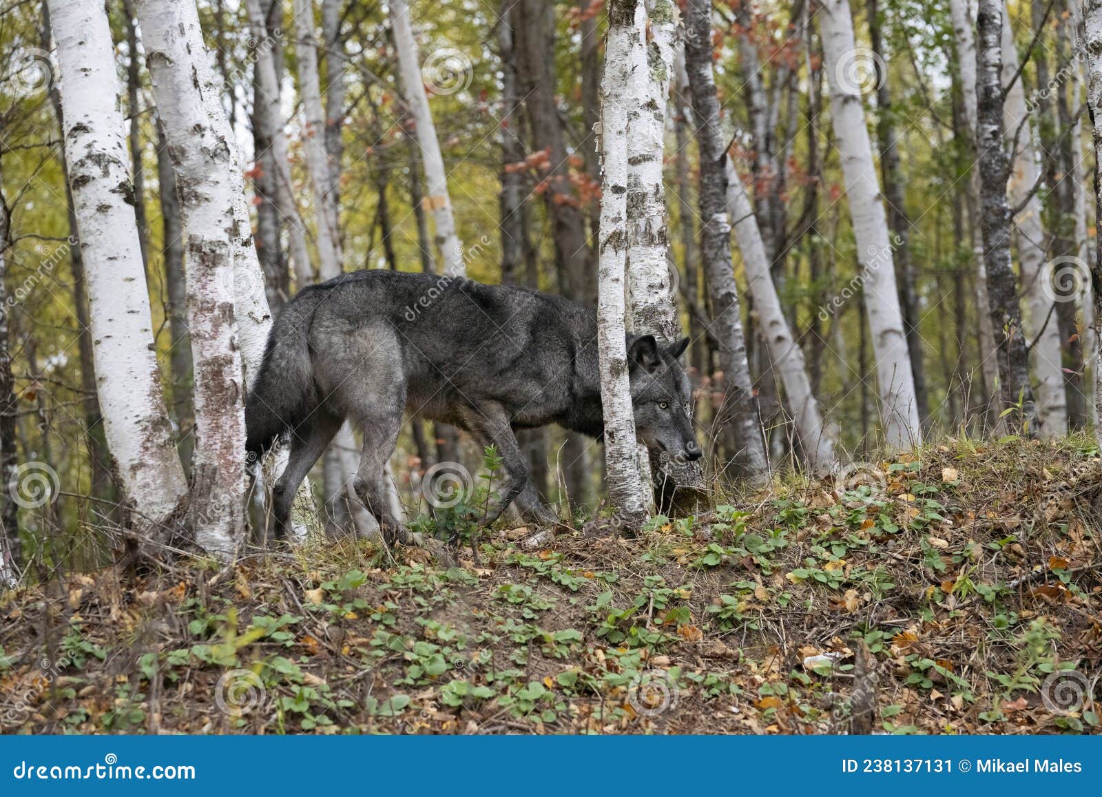 Black Wolf Walking in the Forest Stock Image - Image of jaws, carnivore ...