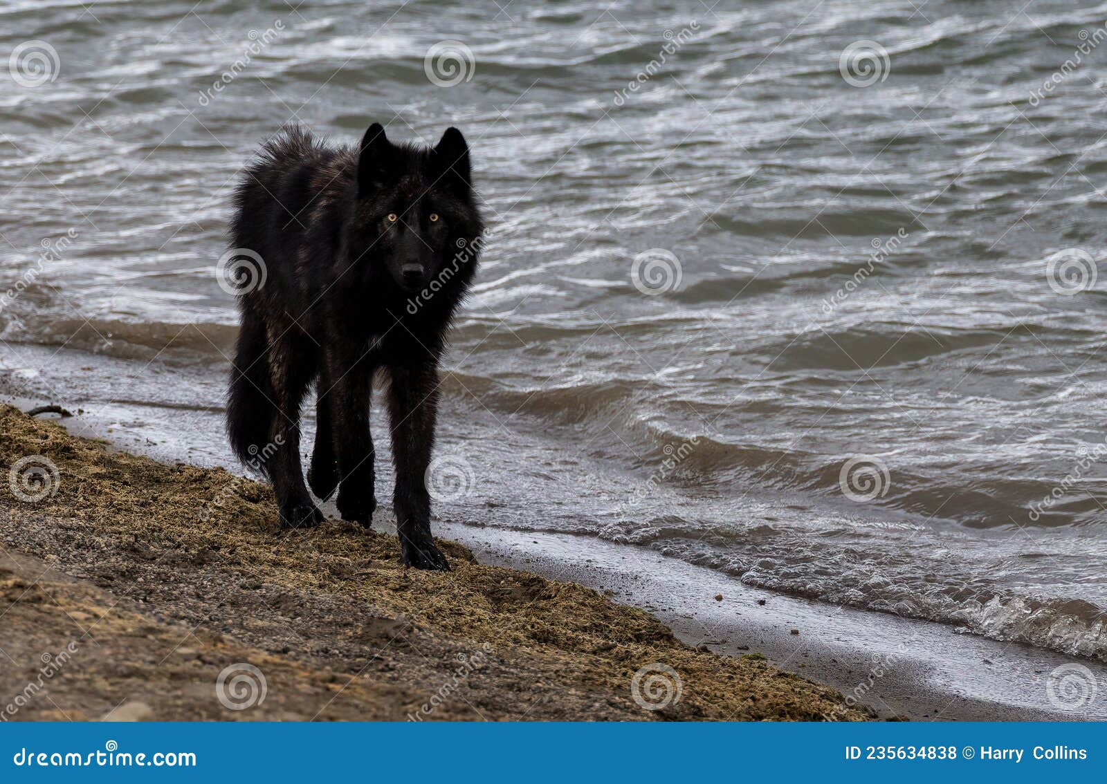 Black Wolf in Grand Teton National Park Stock Photo - Image of bull ...