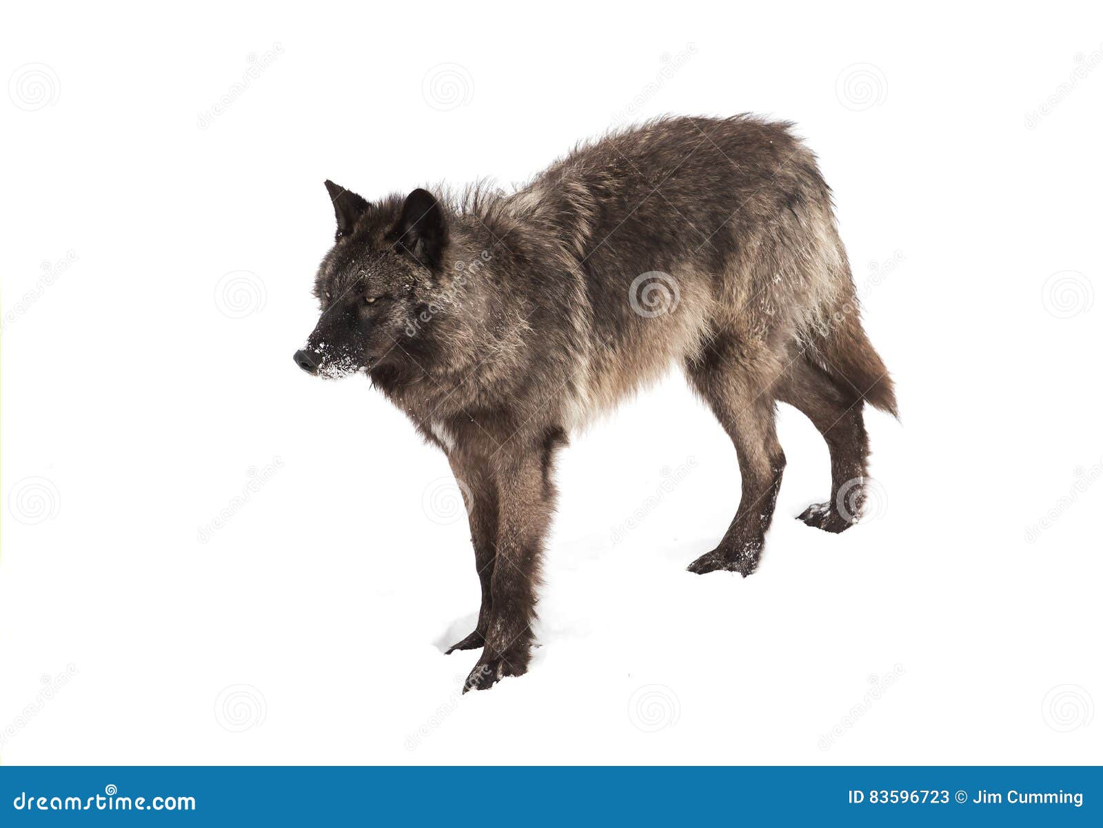 Black Wolf Isolated Against a White Background Walking in the Winter ...