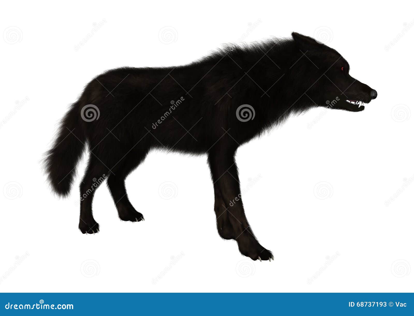 Black Wolf on White stock image. Image of wild, background - 68737193