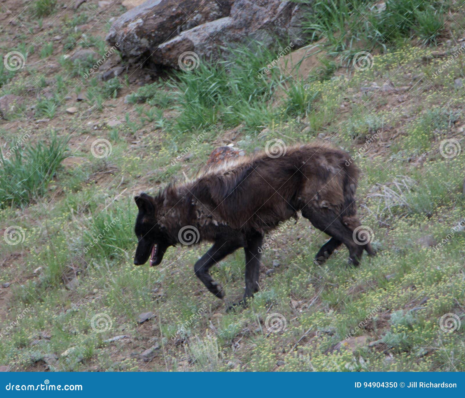 Black Wolf in Yellowstone National Park Stock Photo - Image of wyoming ...