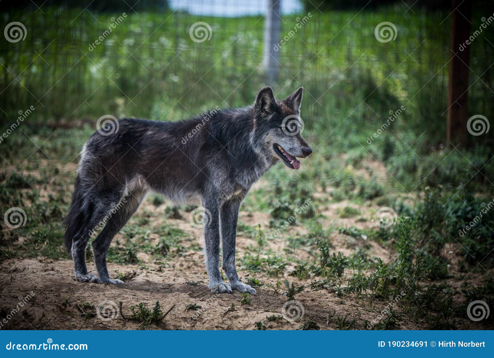 Black WolfDog Wolf Dog stock image. Image of brown, cute - 190234691