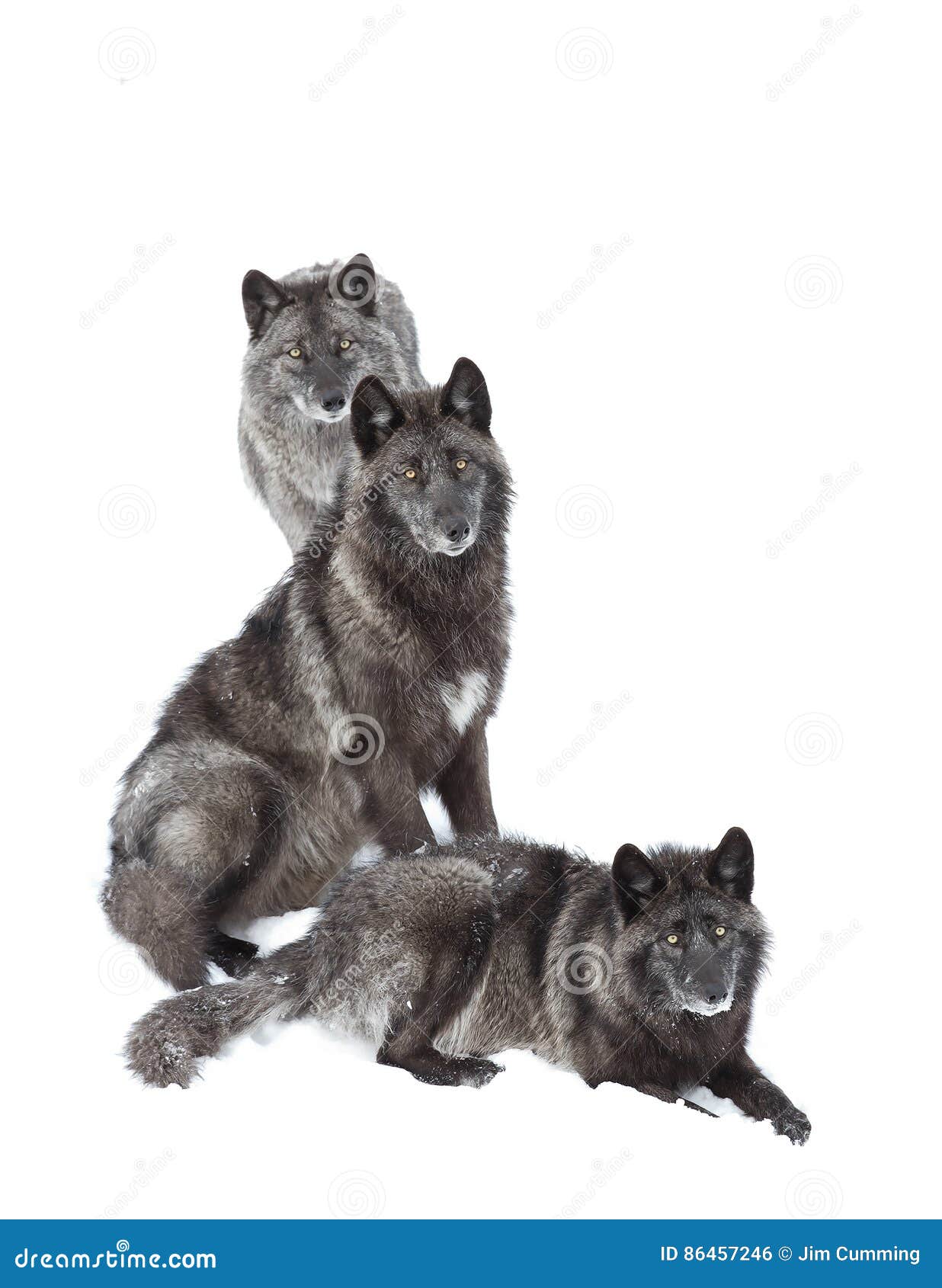 2,262 Black Wolves Stock Photos - Free & Royalty-Free Stock Photos from ...