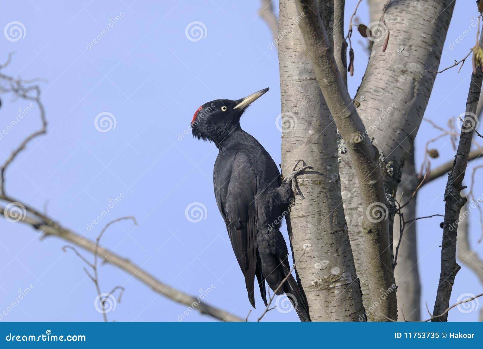 Black Woodpecker, Dryocopus Martius Stock Image - Image of north ...