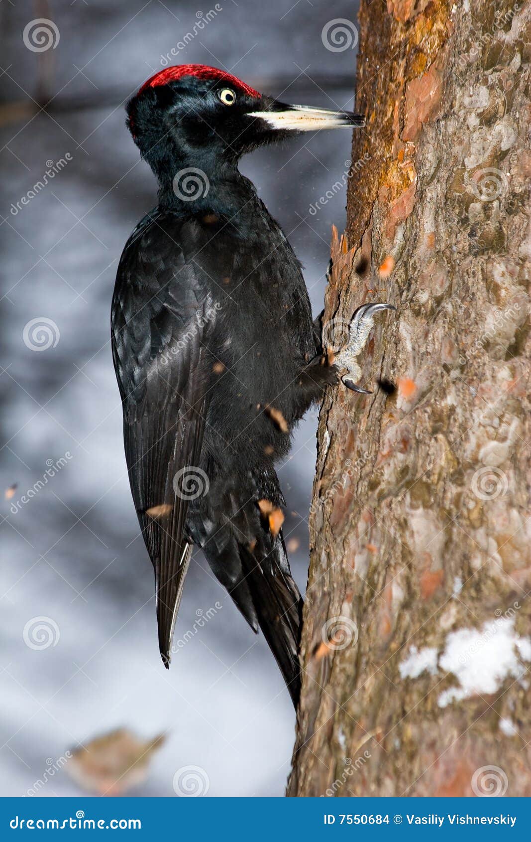 Black Woodpecker (Dryocopus Martius) Stock Photo - Image of martius ...