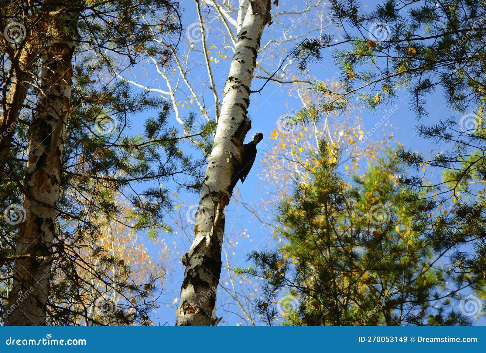 A Black Woodpecker Sits on a Birch Trunk and is about To Knock on it ...