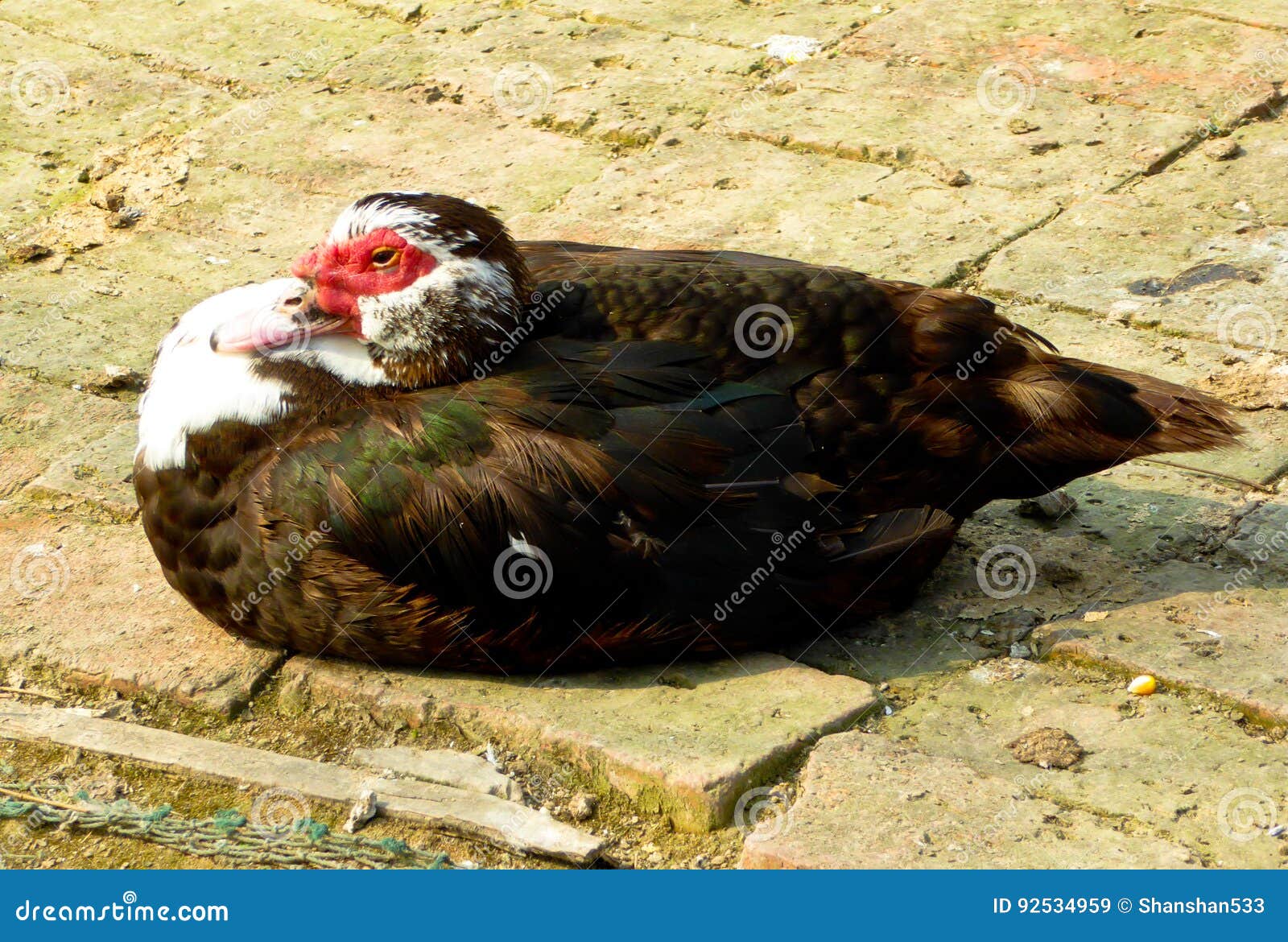 Black wool red head duck stock image. Image of inside - 92534959