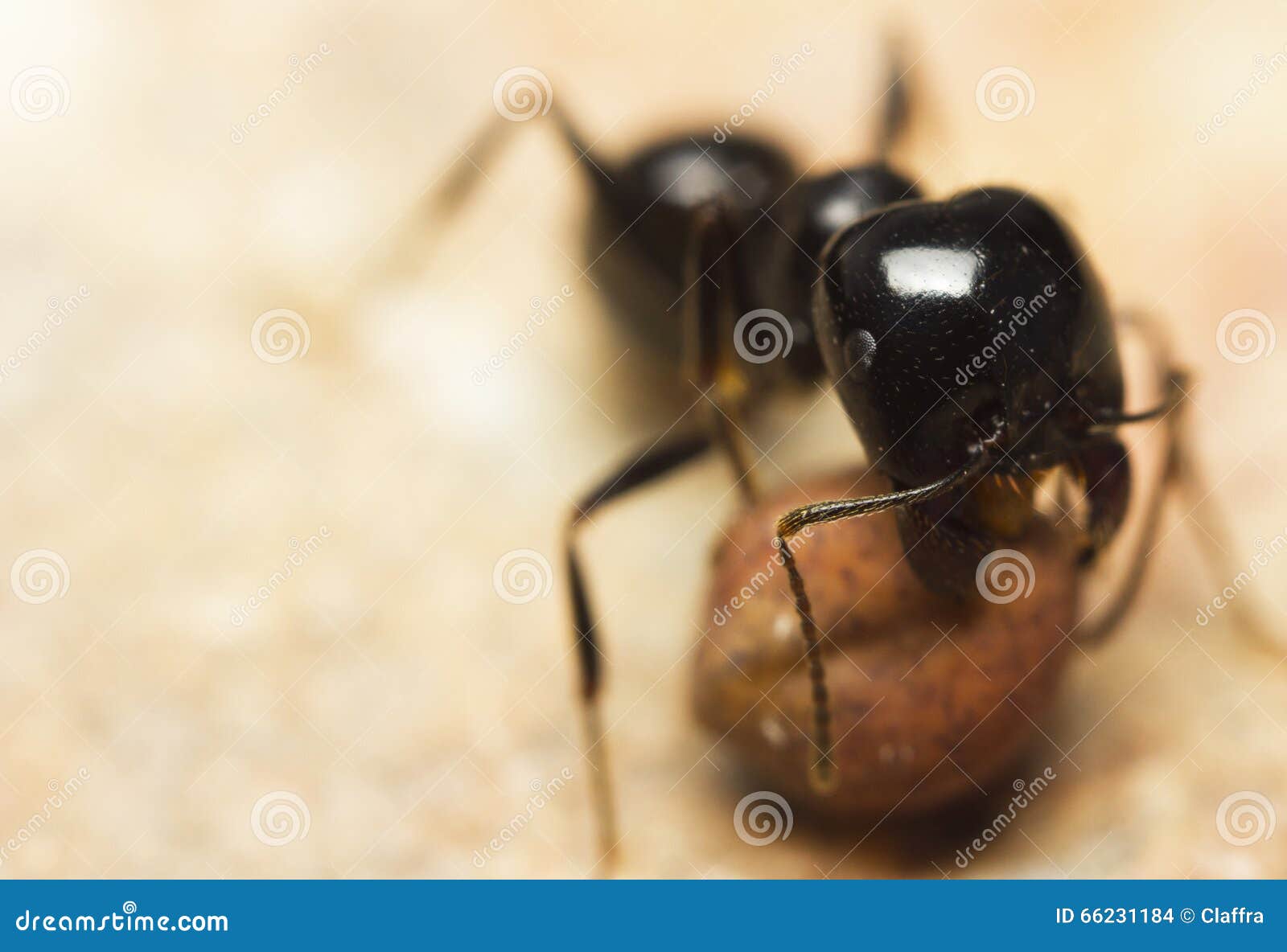 Black worker ant stock photo. Image of flower, close - 66231184