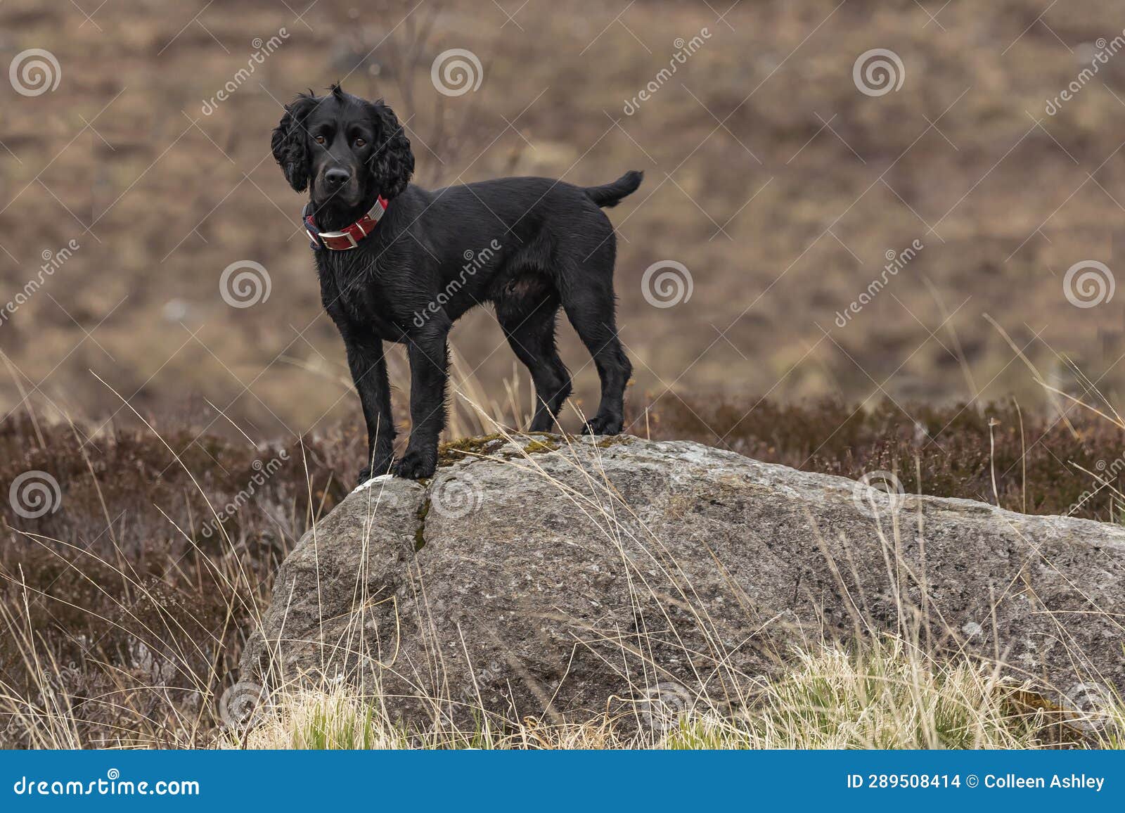 Black Working Cocker Spaniel Dog Stood on a Large Rock Stock Photo ...